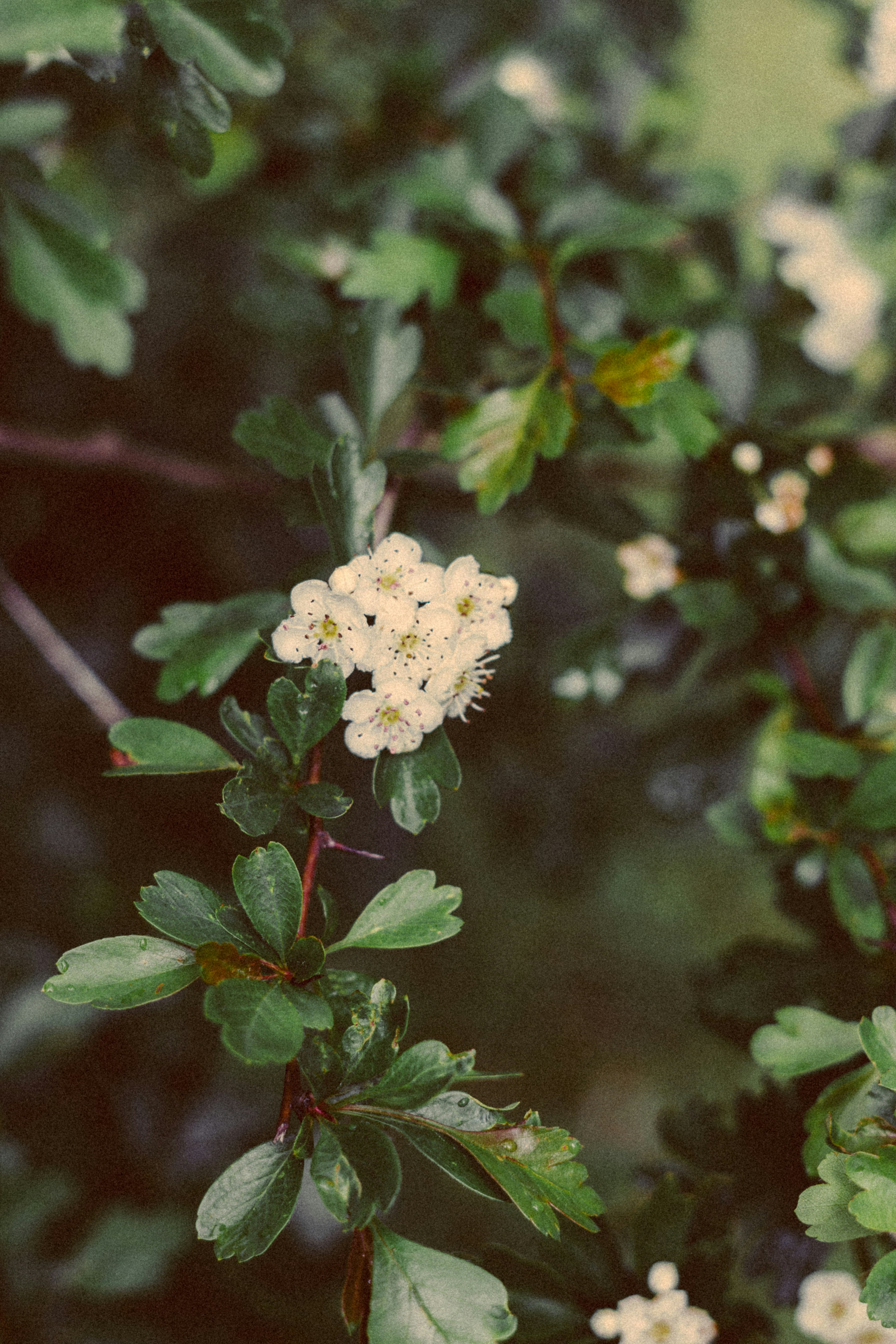 Cluster of pale blossoms on a leafy twig with soft bokeh