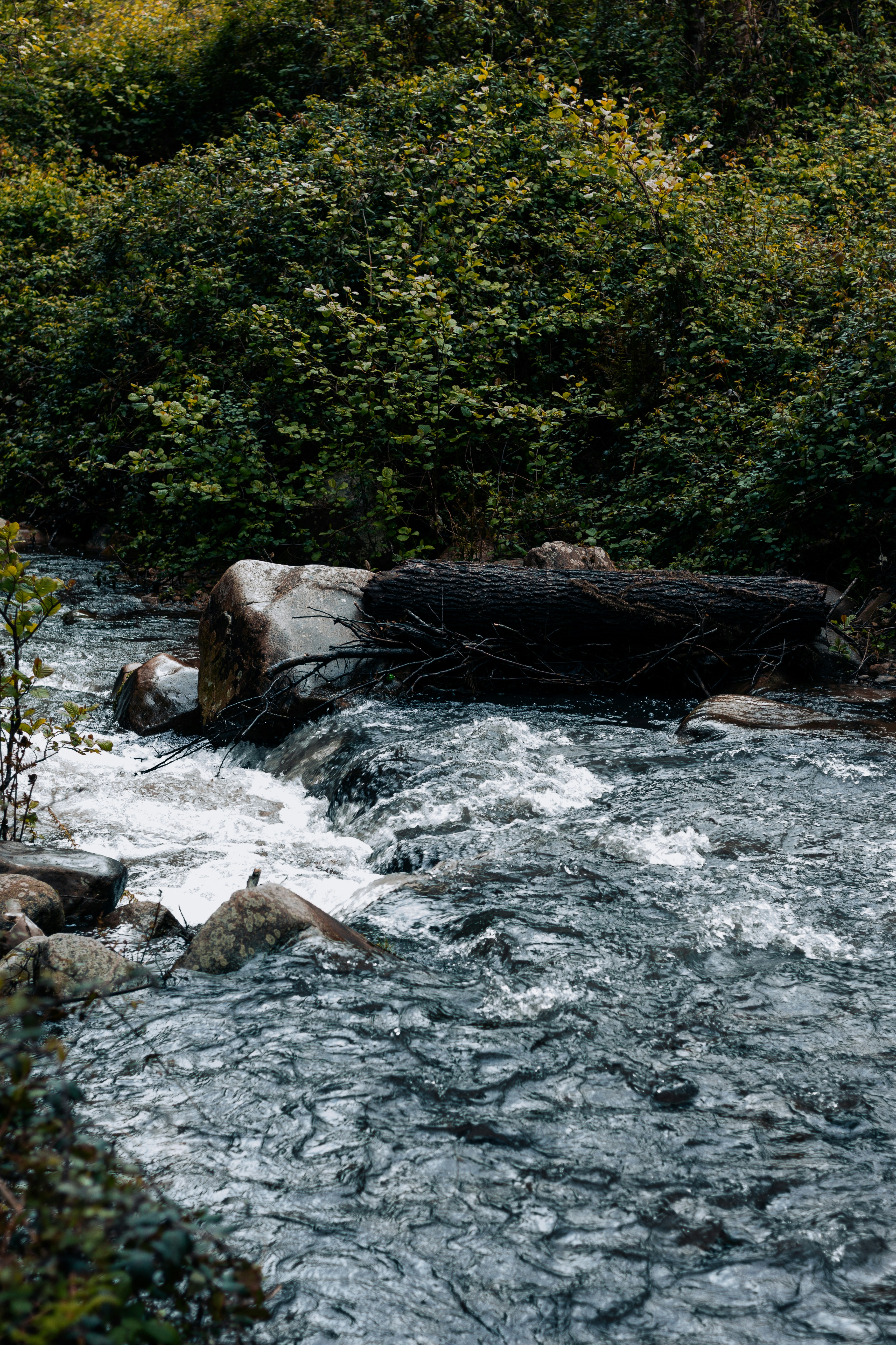 Rushing Stream over Stones Beneath a Lush Canopy