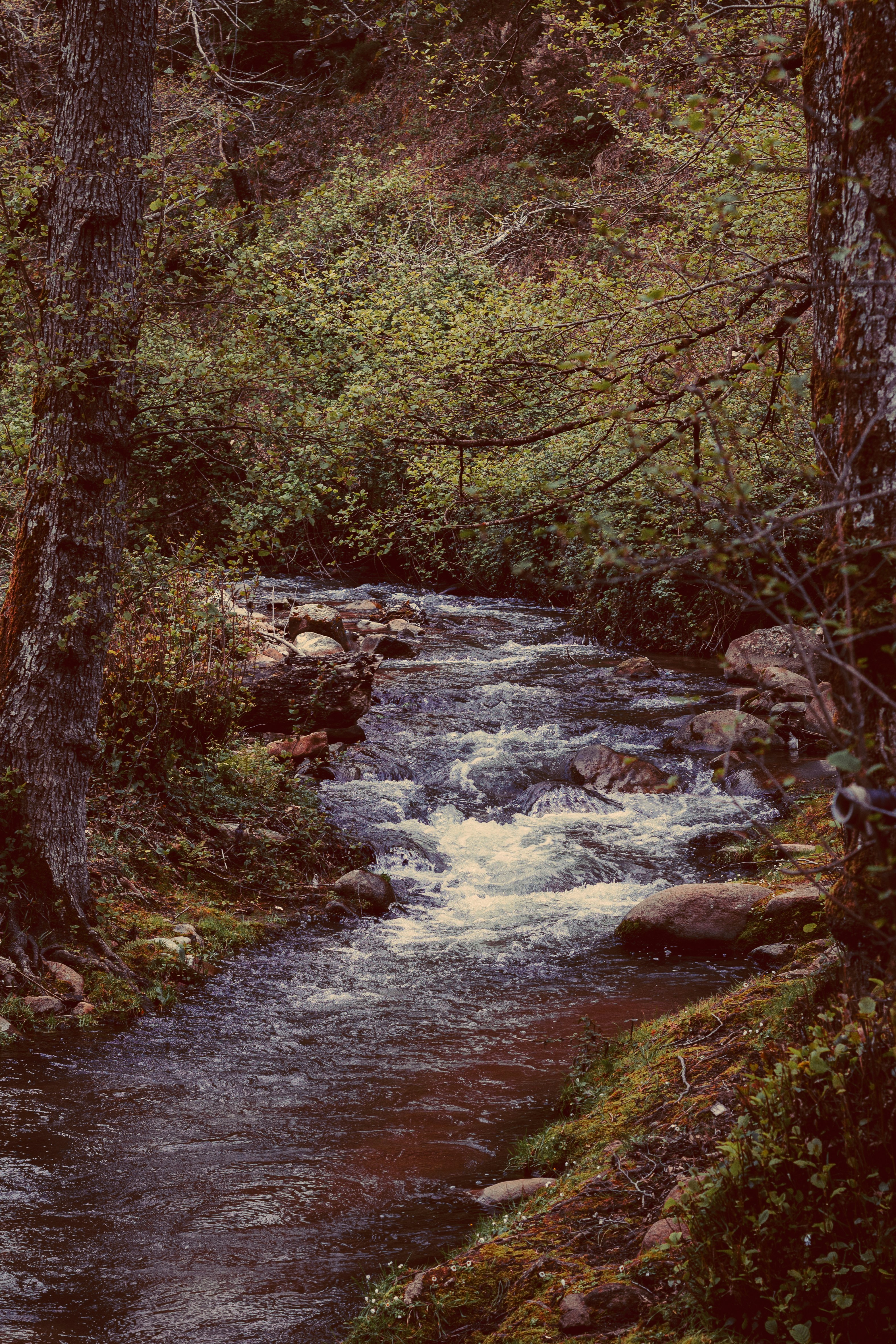 River in the Pines: Autumn Flow Through Mossy Banks