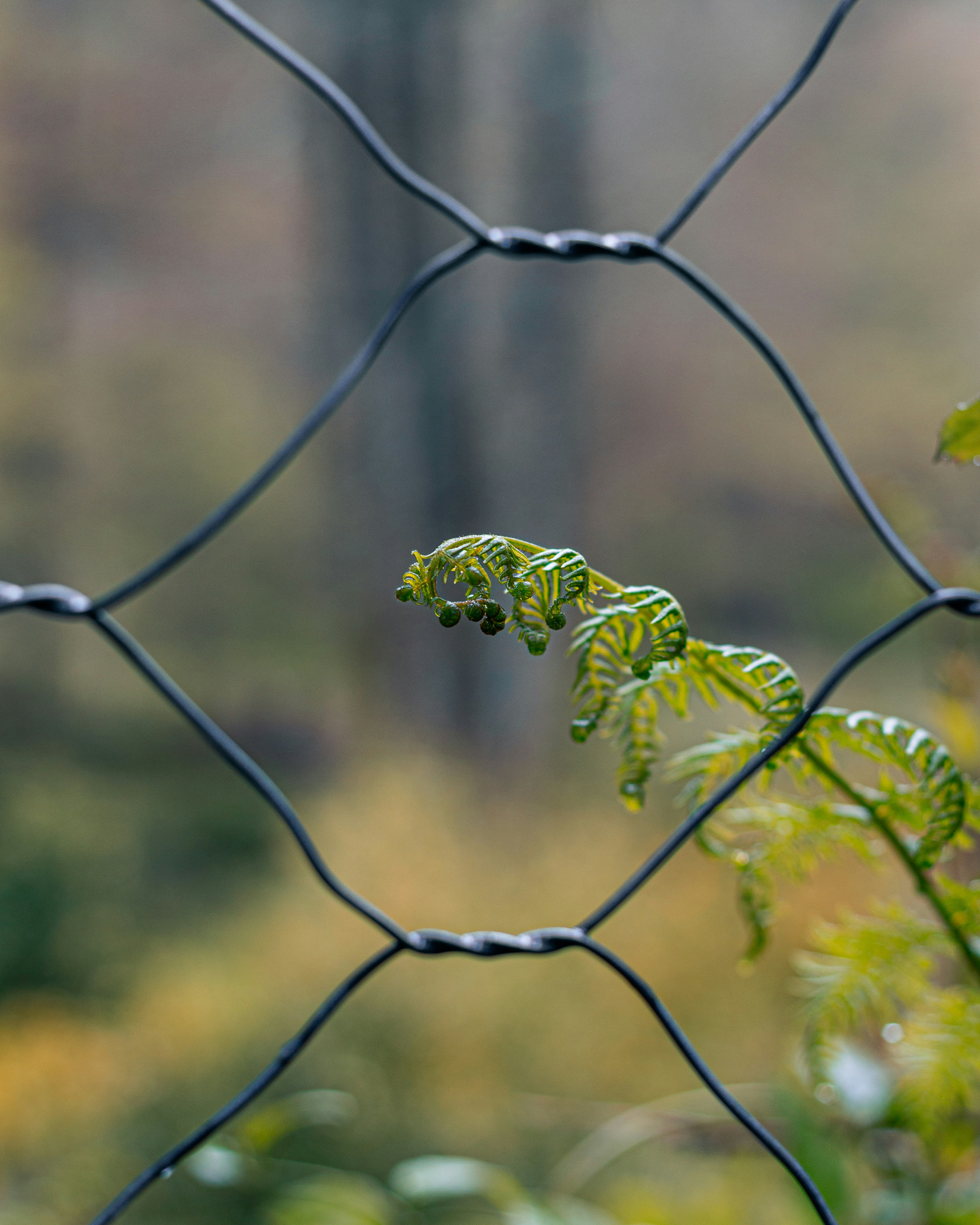 Veil of Vines on a Quiet Chain-Link Window