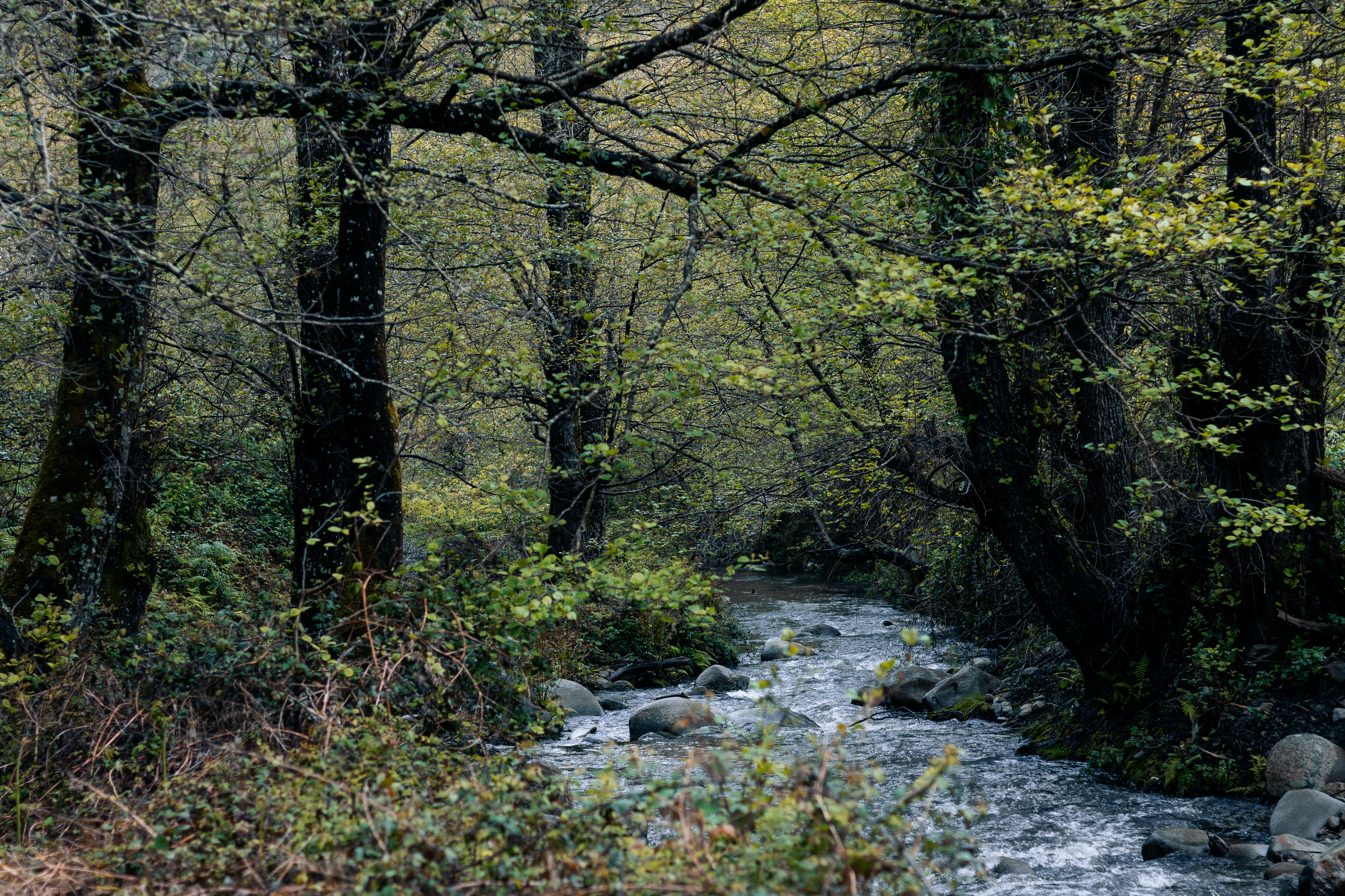 Whispering Stream Through a Mossy Corridor