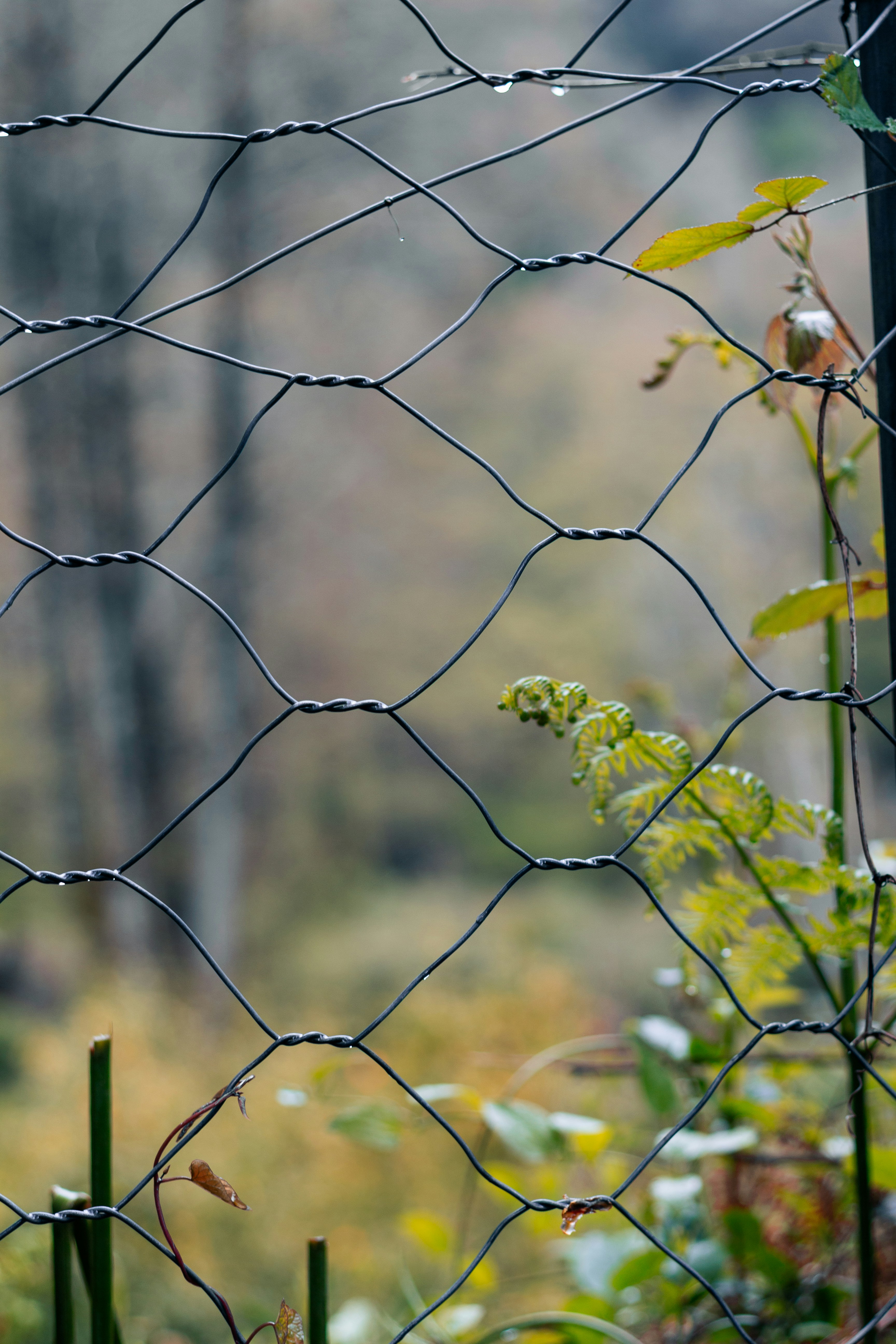 Barbed Veil Over Autumn Field