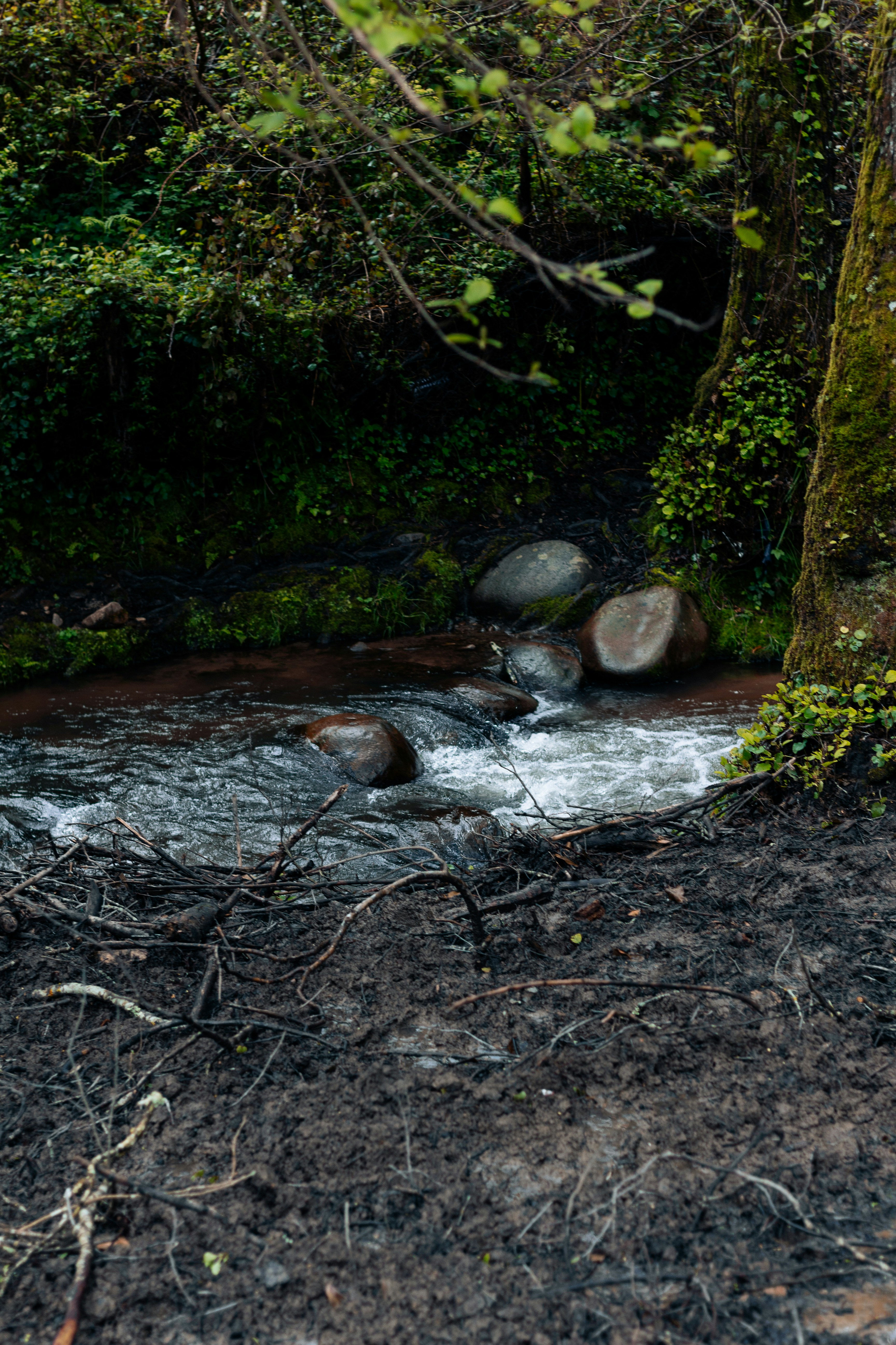 Whispers of a Forest Brook: Stones, Roots, and Flow