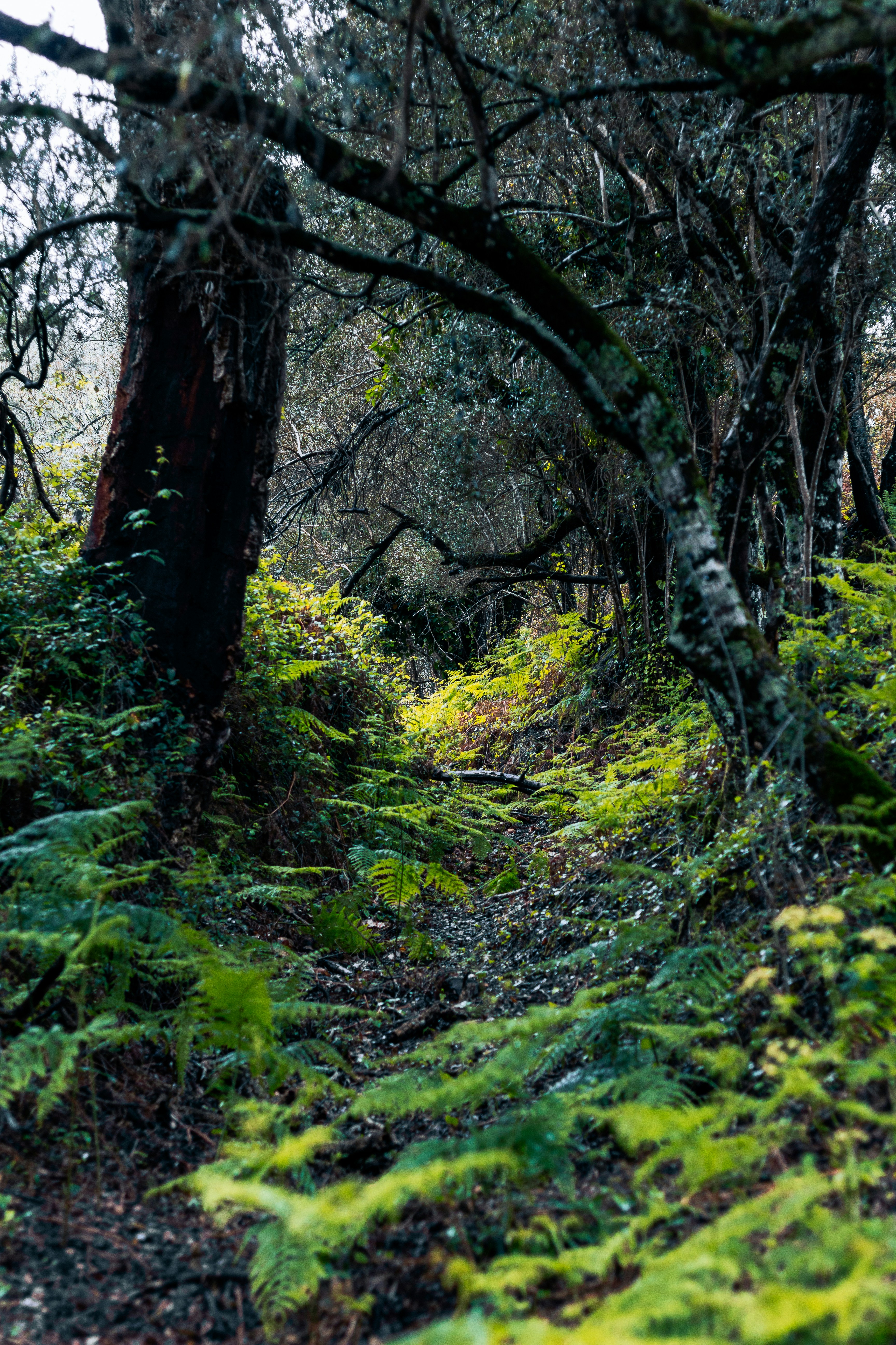 Forest Gallery: Ferns Matting a Mossy Path Through Ancient Oaks