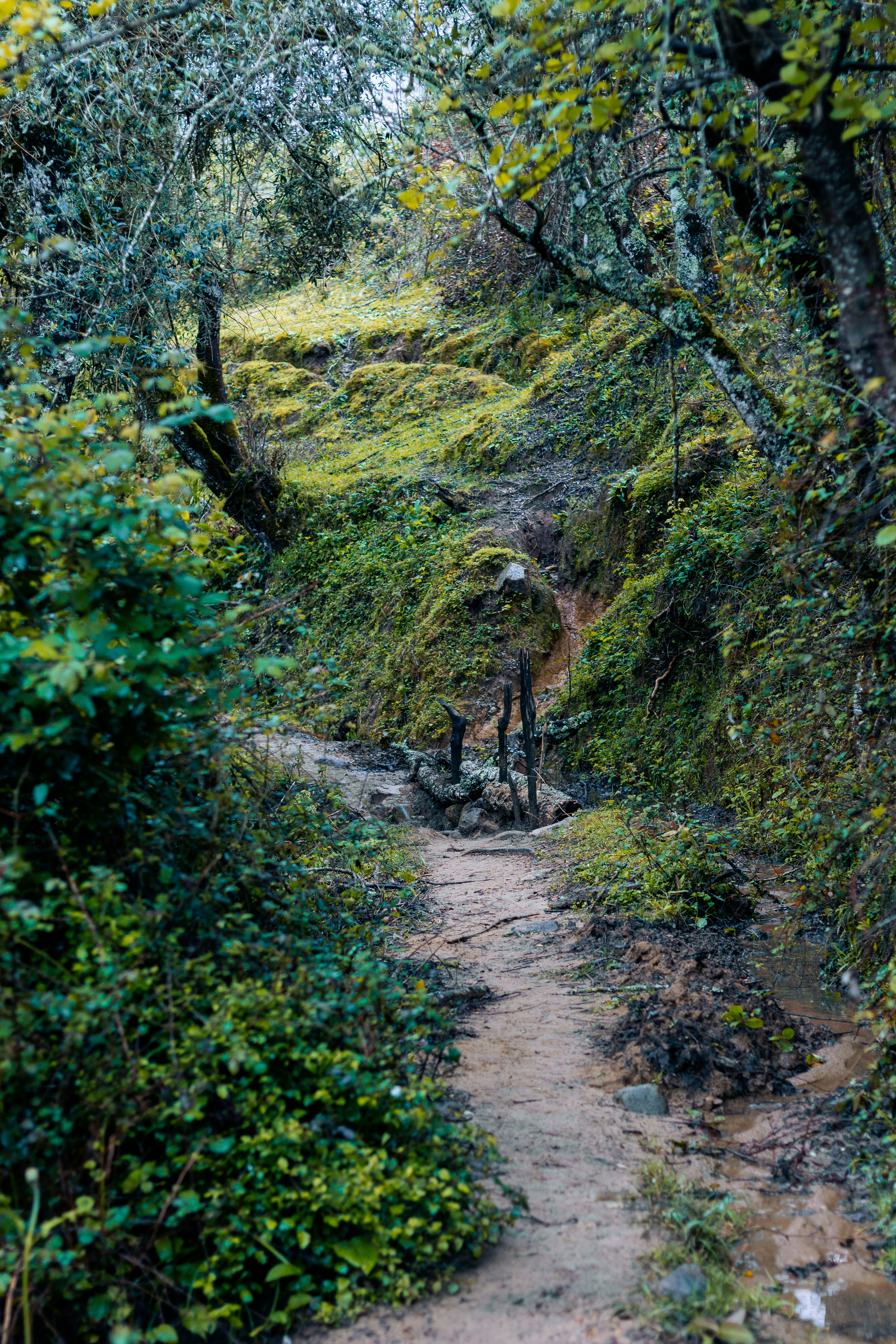  Mossy Path Through a Quiet Green Gorge
