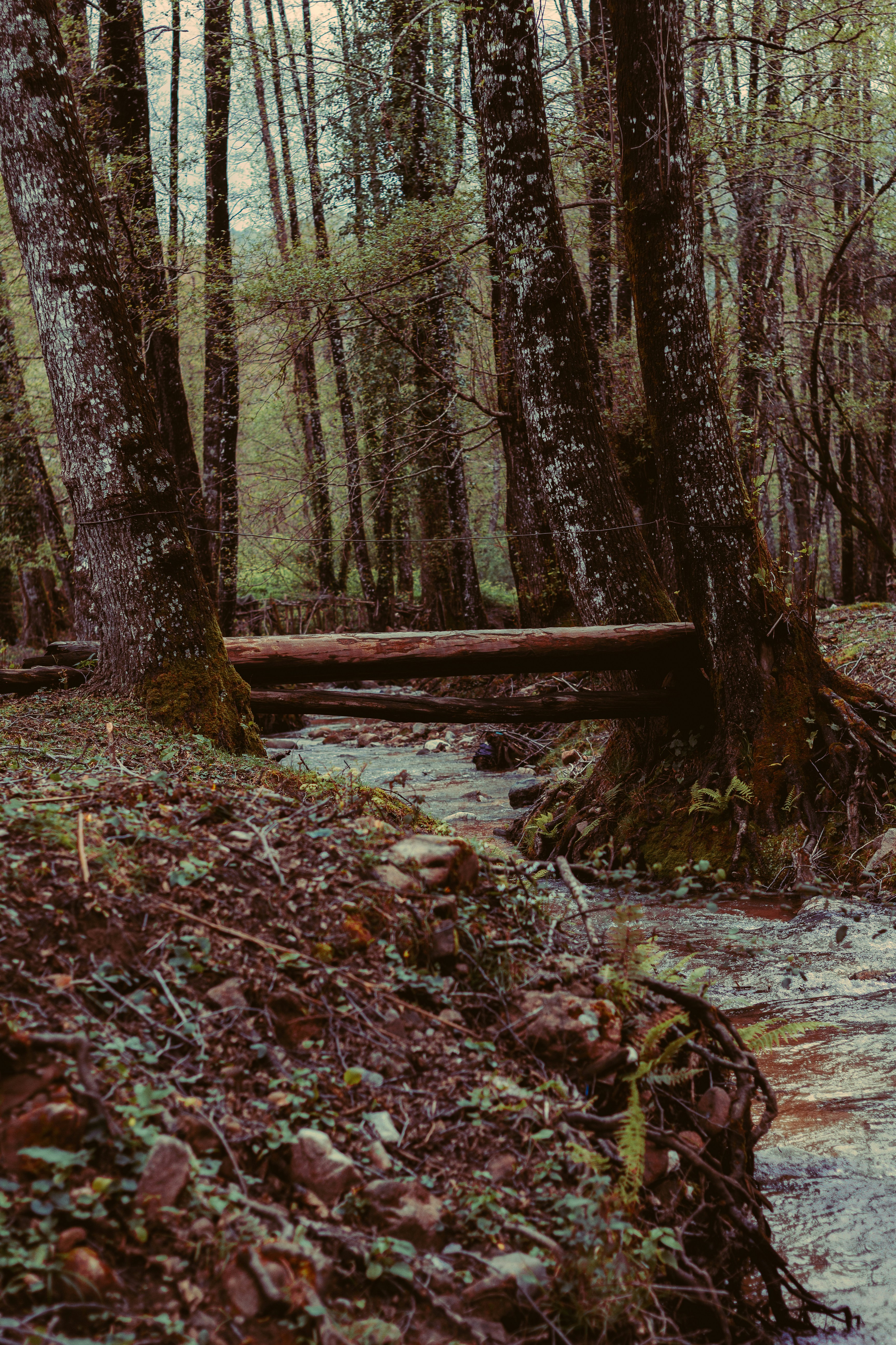 Forest River Bridge: A Quiet Crossing Through Moss and Moss-Tree trunks