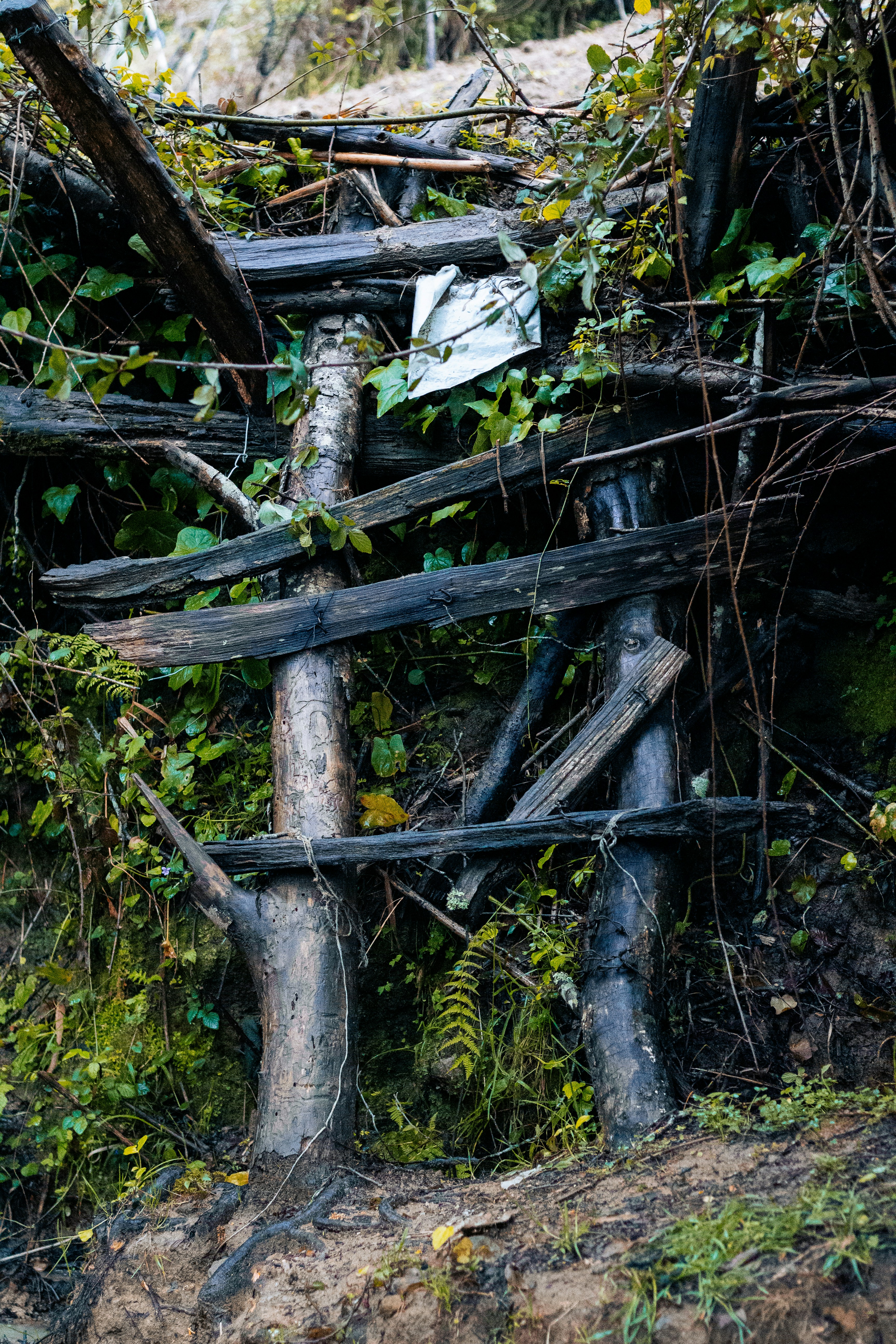 Broken Beams in a Verdant Trench