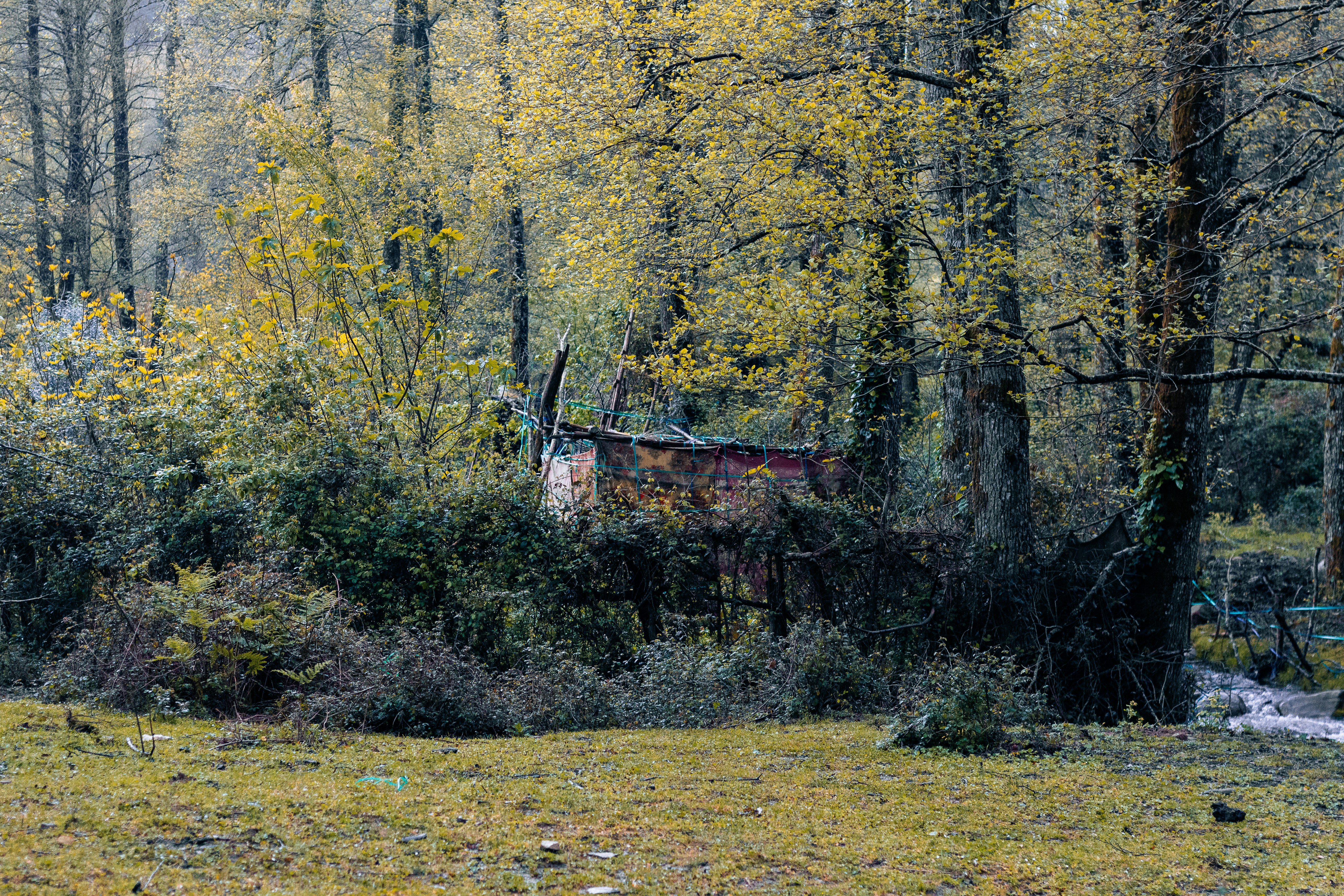Hidden Shack Among Autumn Pines