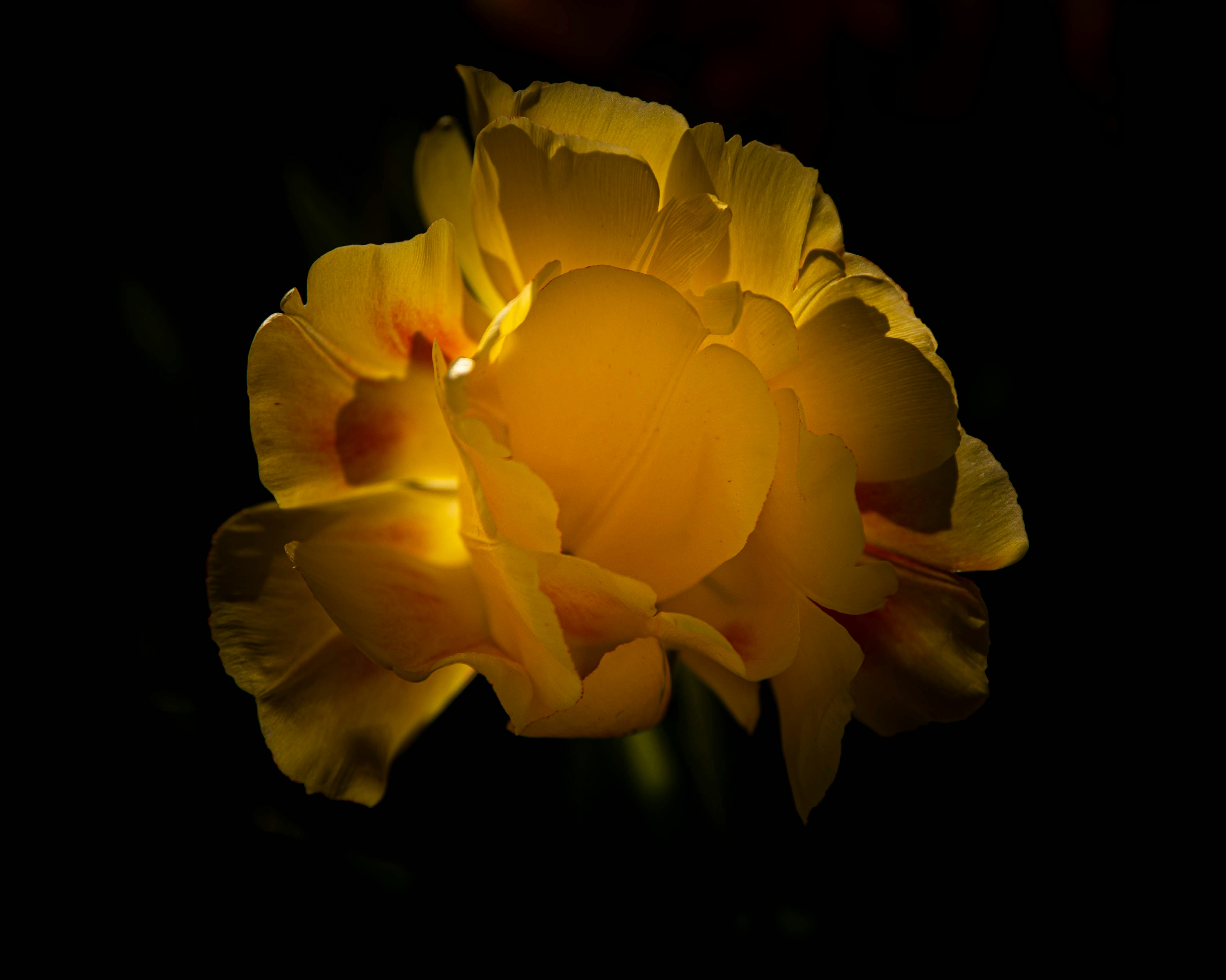 Amber Bloom in the Dark: A Yellow Rose Emerges from Shadow