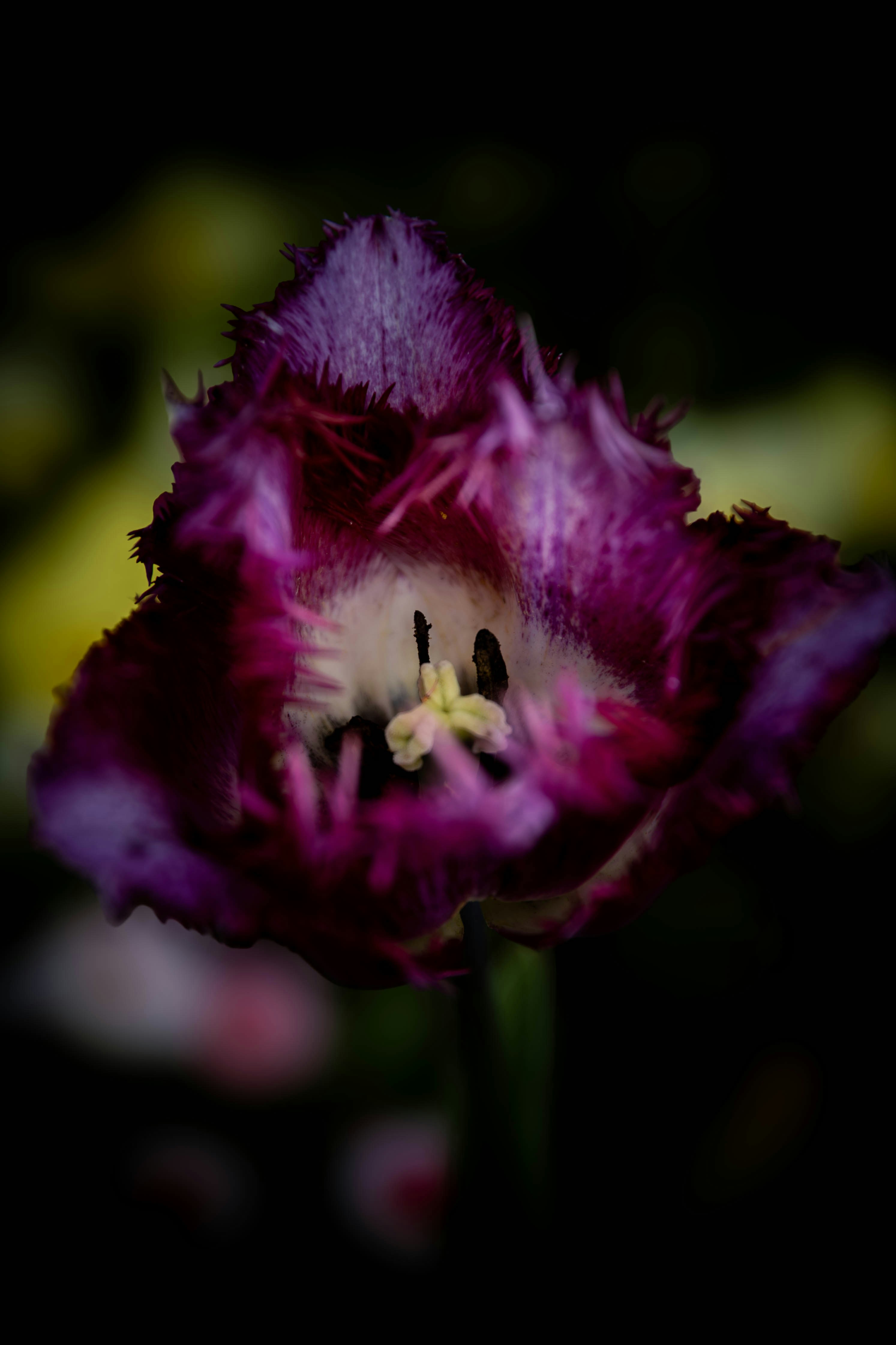 Crimson Center: A Tulip Reveals Its Velvet Bloom