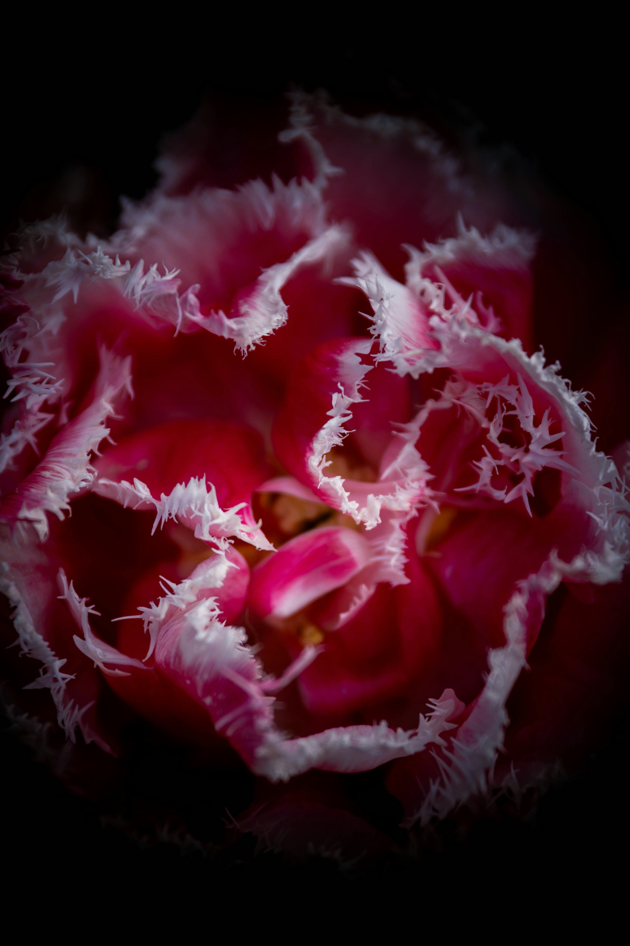 Frosted Petals: Frosted Edge Close-Up of a Pink Bloom