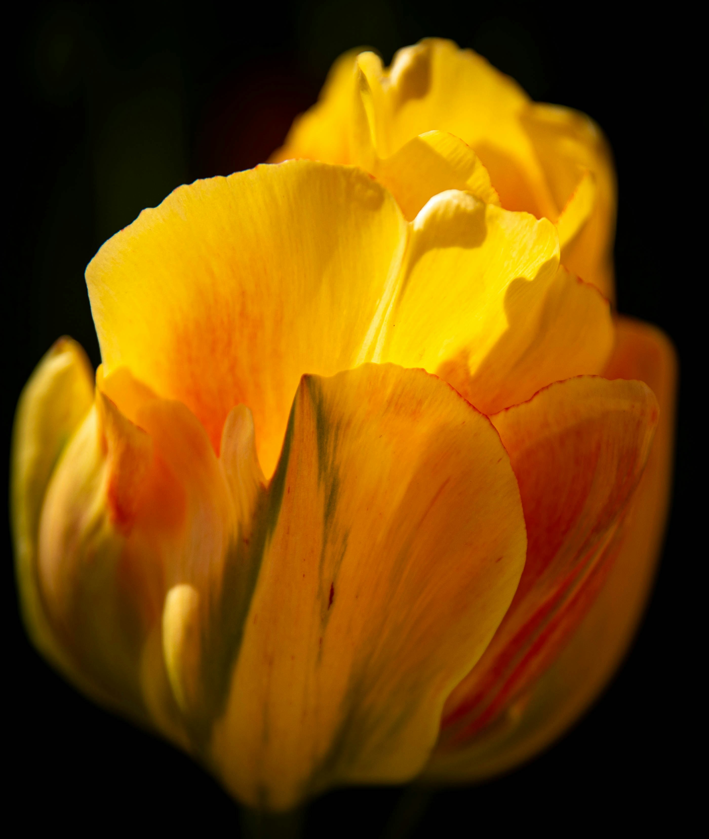 Sunlit Cup: A Close-Up of Vertically Striped Tulip Petals in Golden Hour