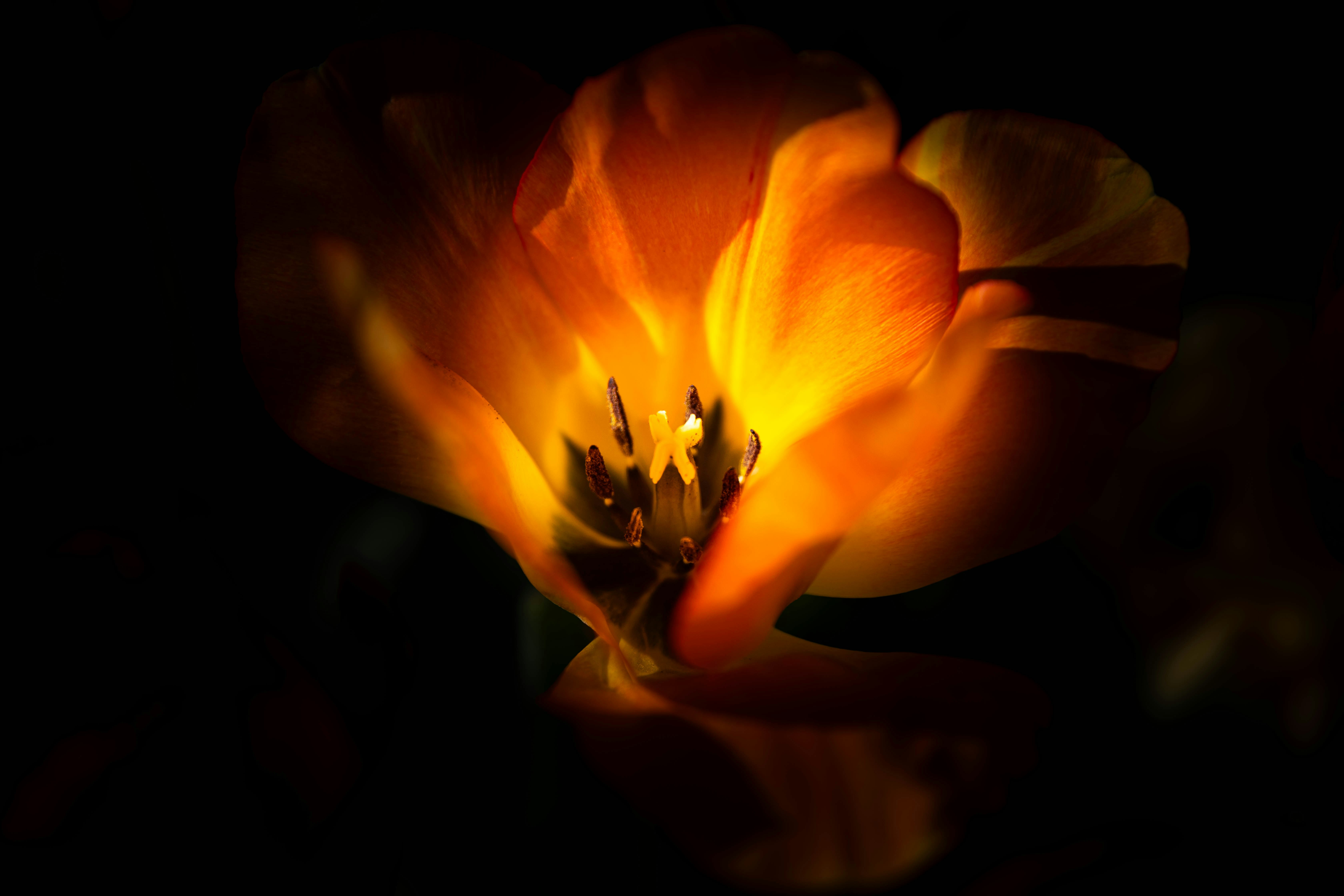 Flame Petals: A glowing orange bloom emerges from the darkness