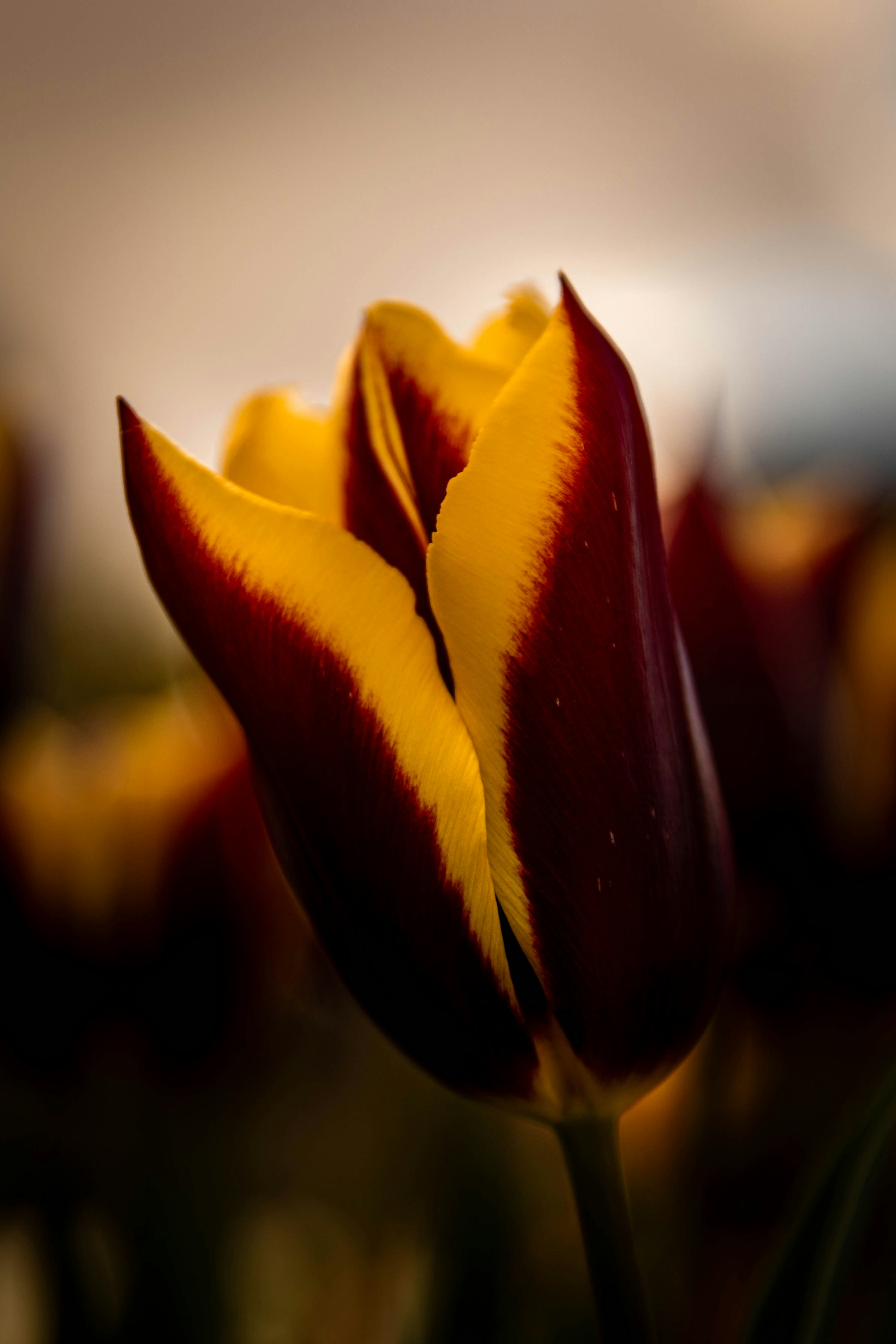 Petals at Dusk: A Tulip’s Warm Embrace