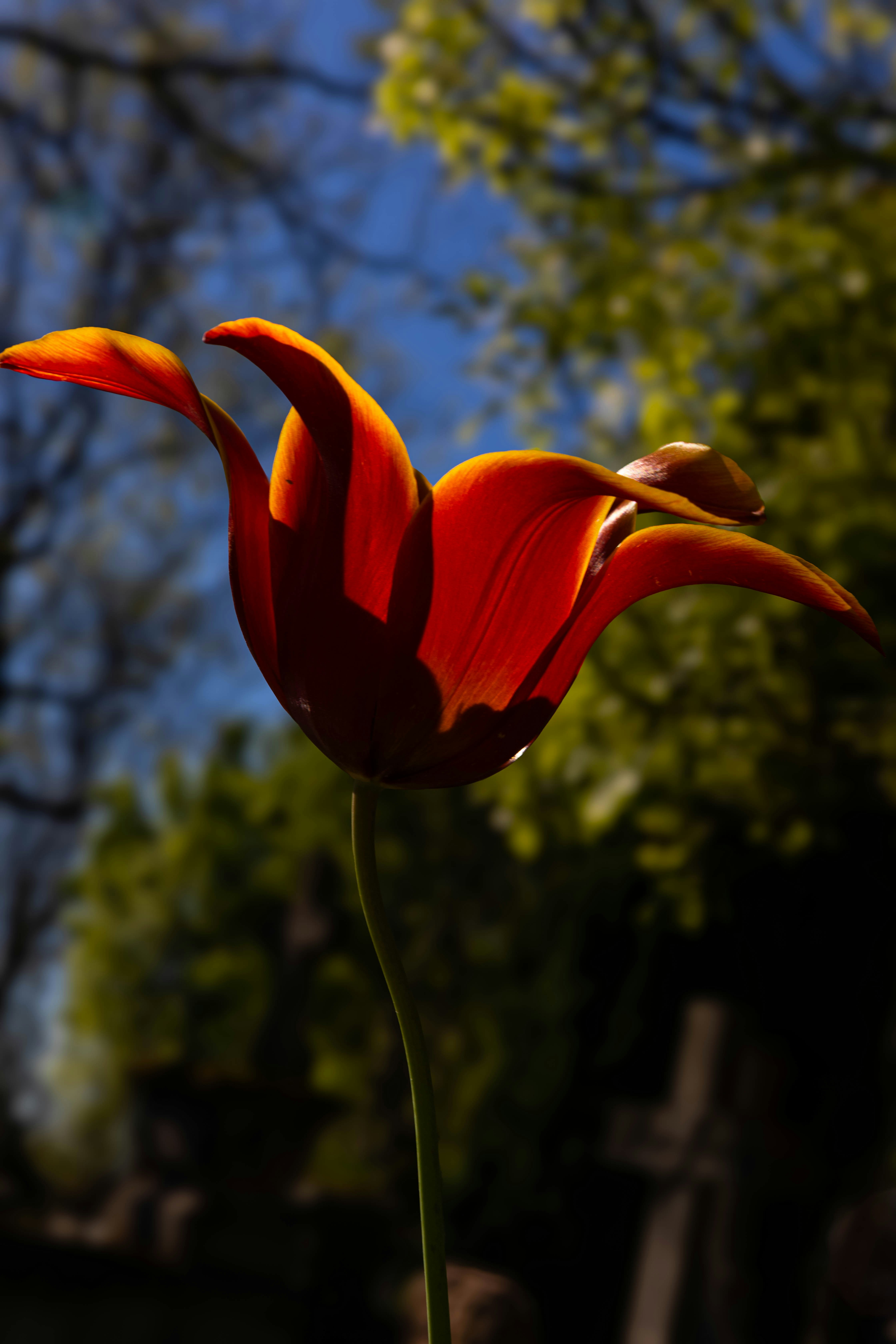 Orange Tulip Solo Reaching Toward Sunlit Sky
