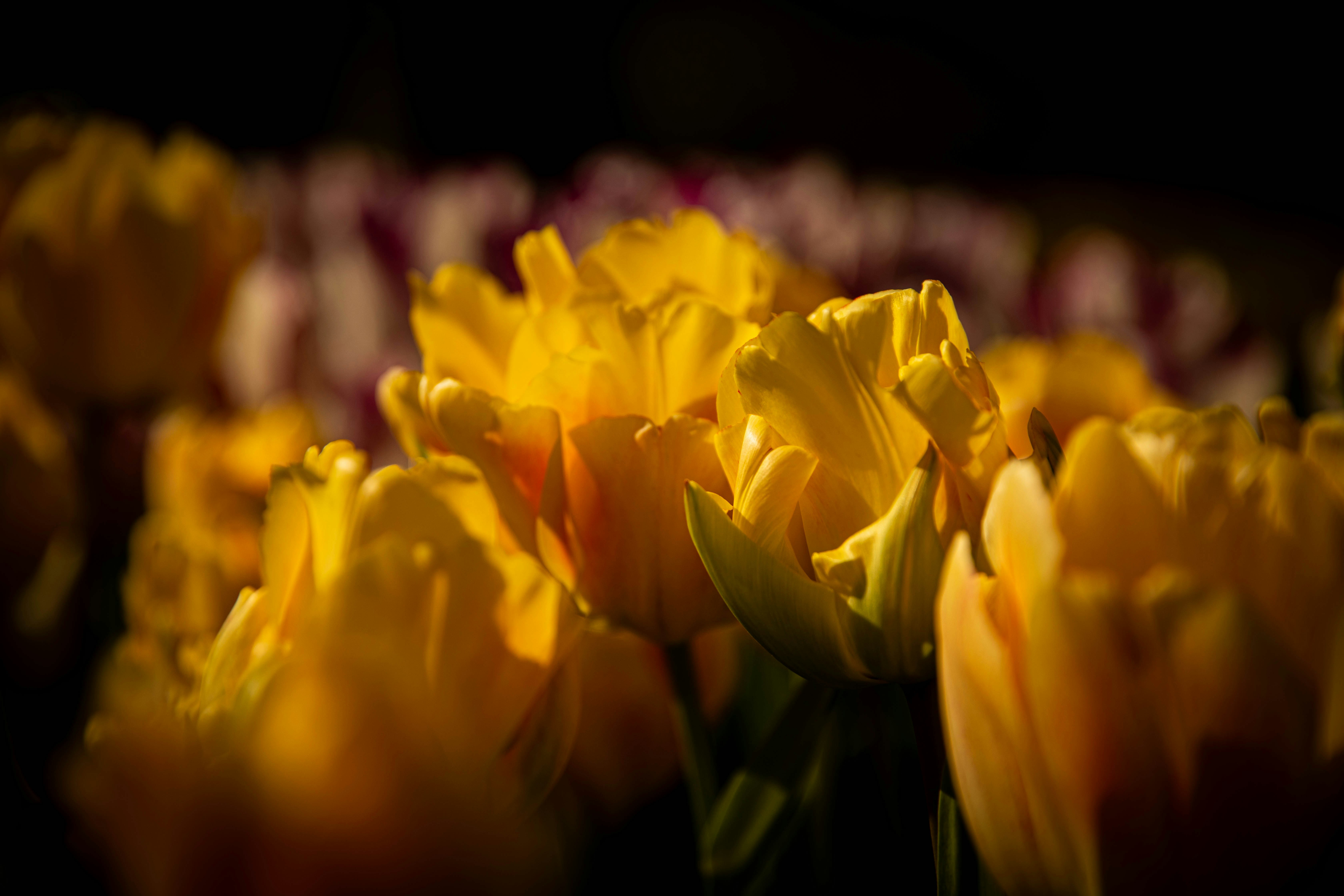 Amber Constellation: Tulips in a Nightlit Glaze