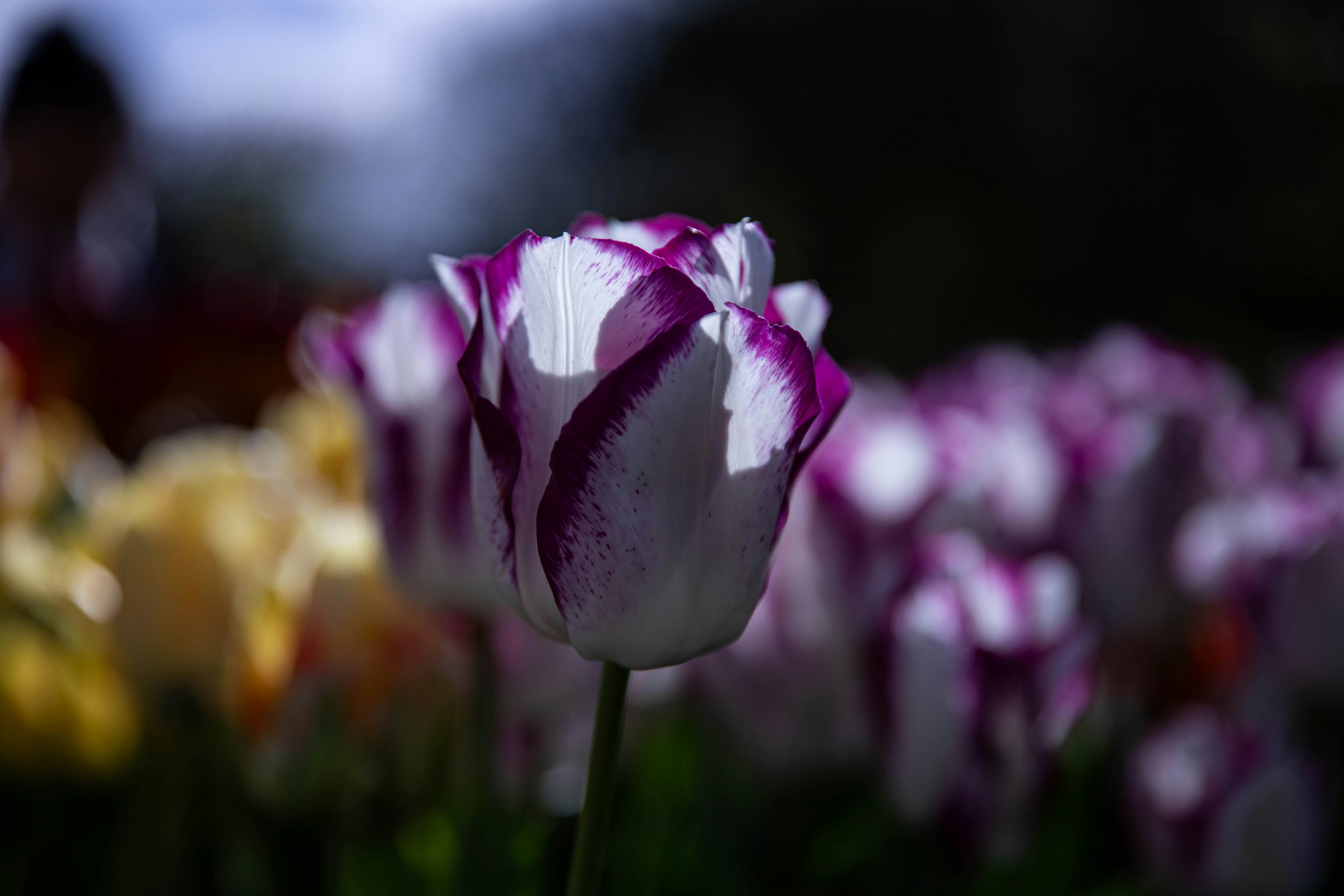 Tulip in Focus: A White-Purple Bloom Amid a Velvet Garden
