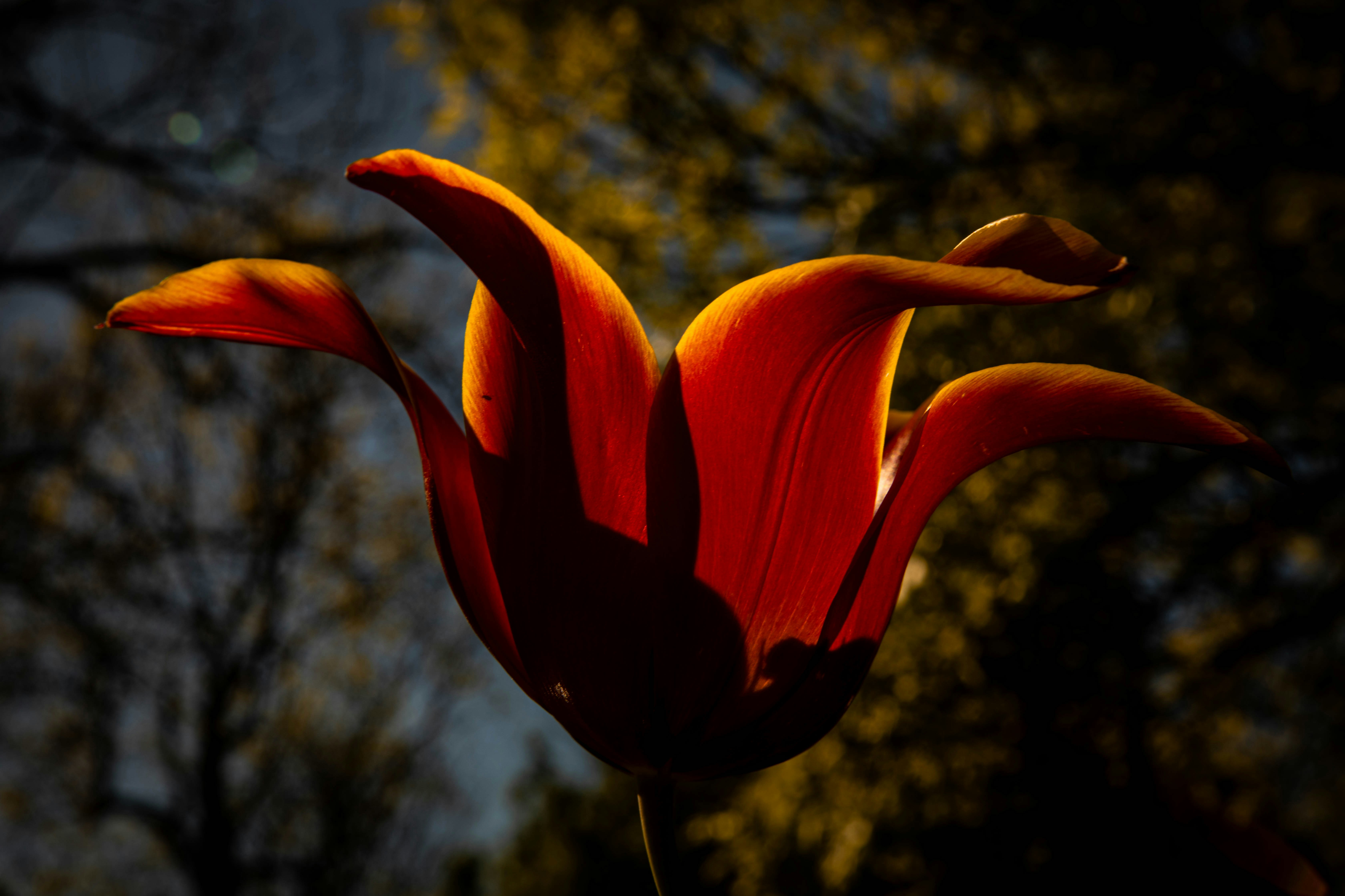 Emerald Torch: A Tulip Silhouette Against a Dusk-Burnished Background