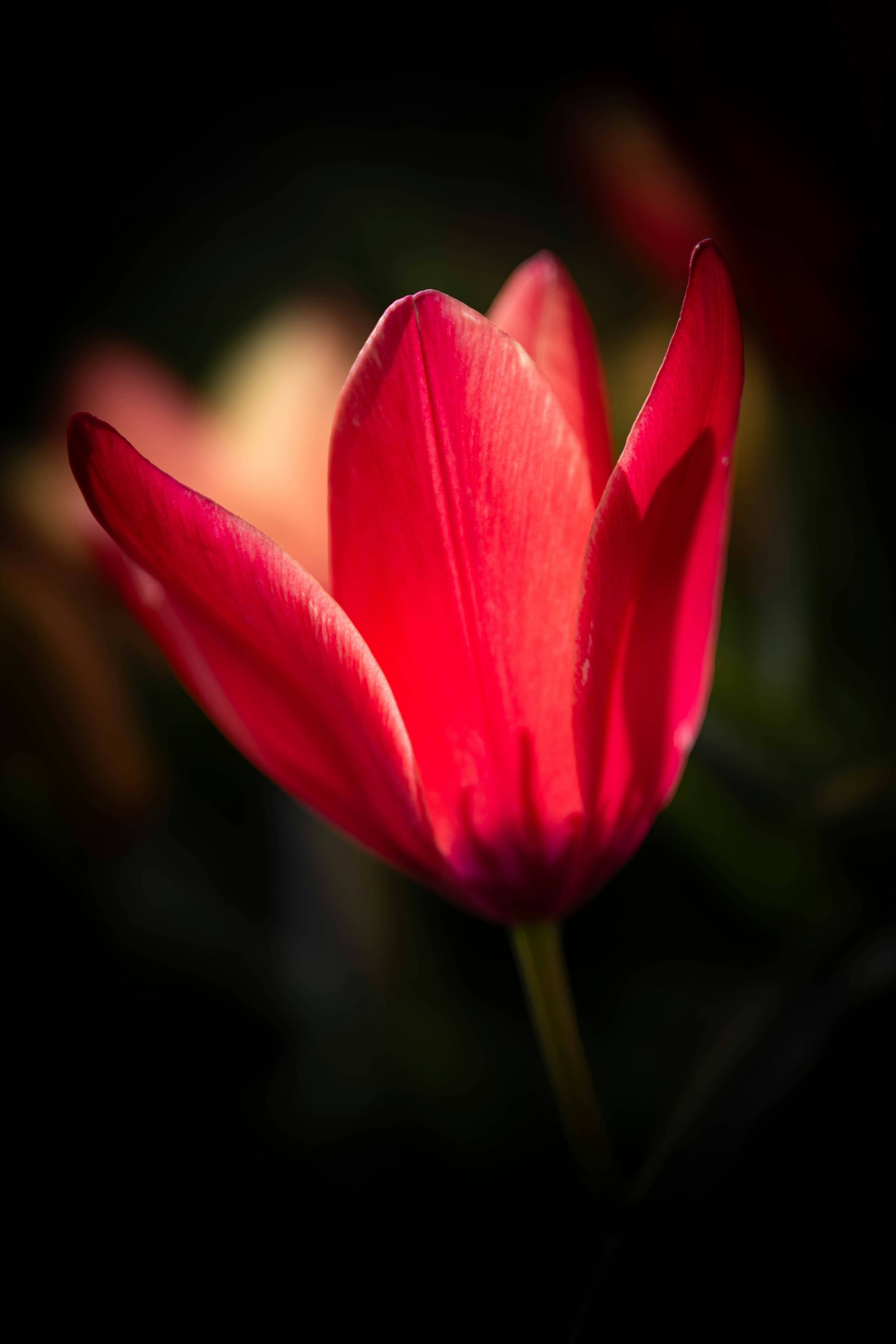 Crimson Bloom in Focus: A Tulip Pierced by Light