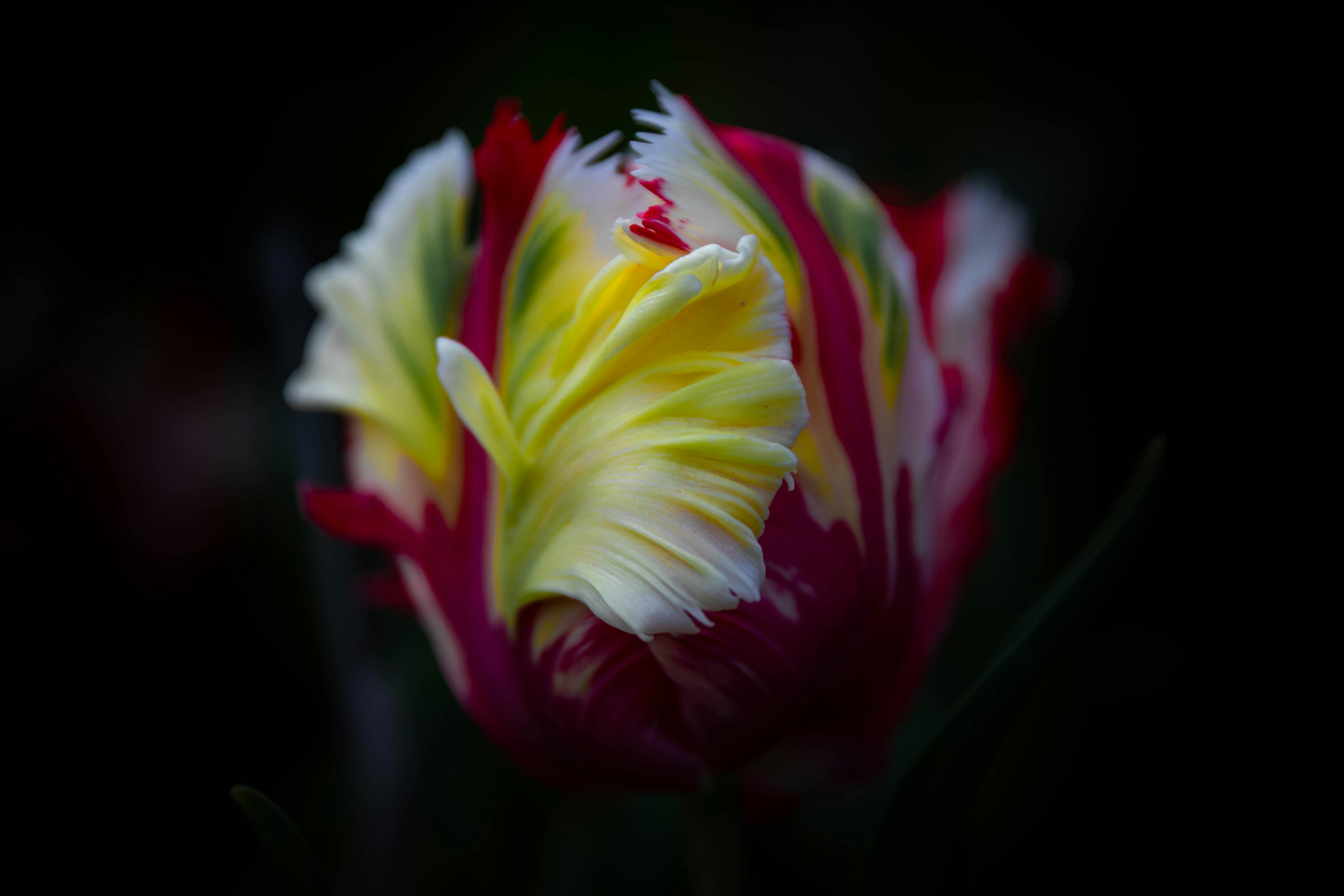 Petaled Contrast: Tulip Against Velvet Darkness