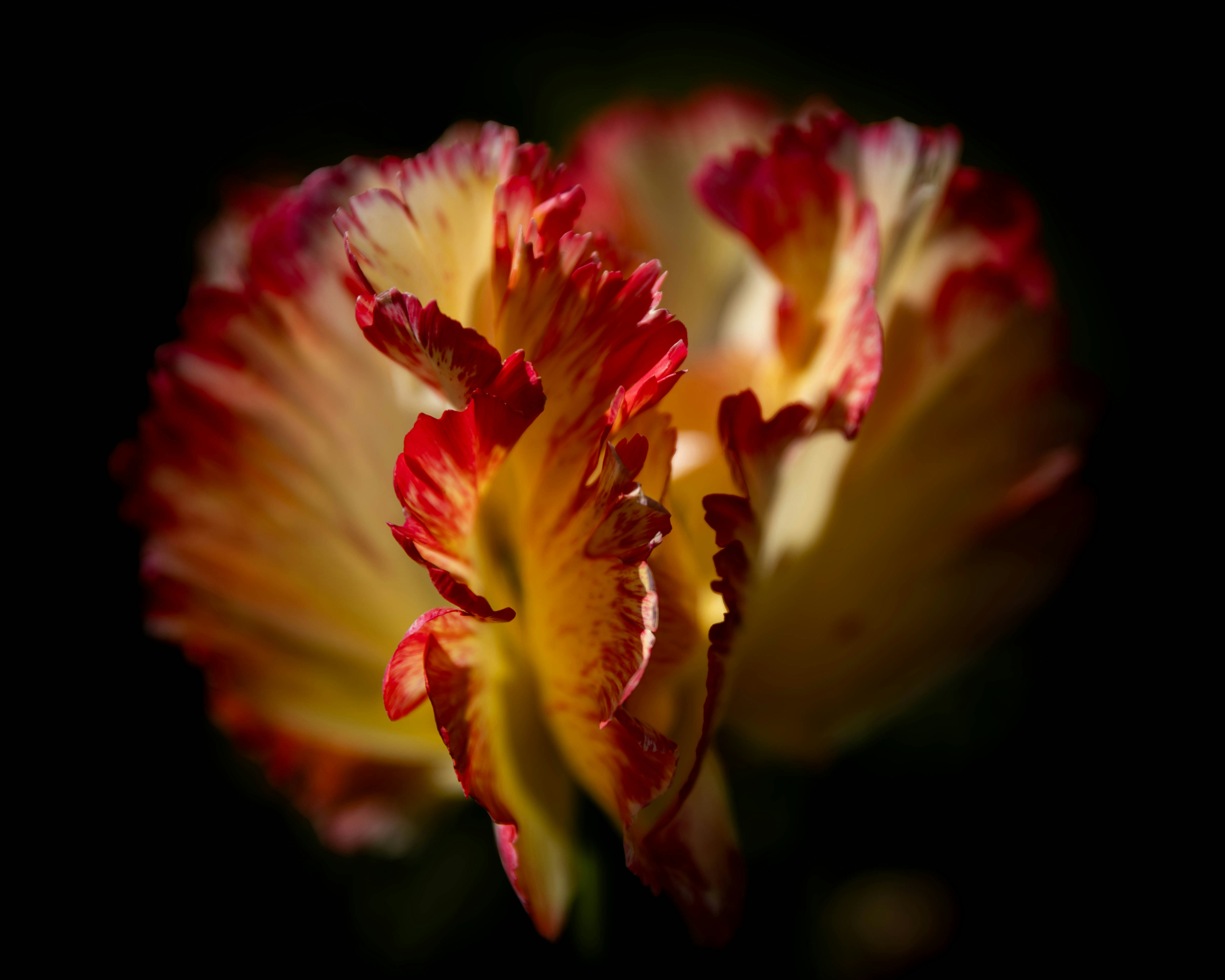 Crimson-Trimmed Petals Bloom in Velvet Darkness