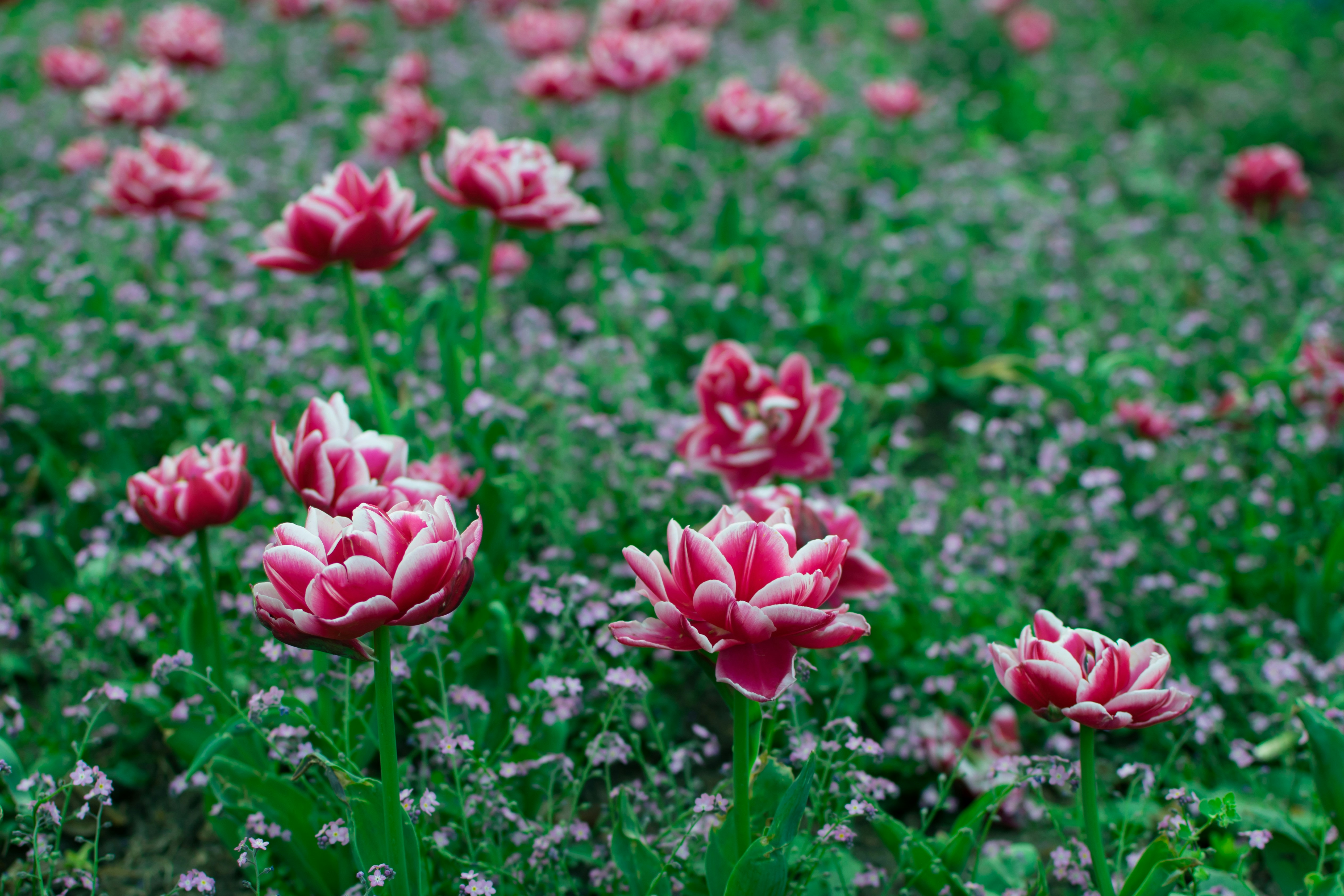 Pink-tipped Tulips in a Sea of Green and Purple Flora