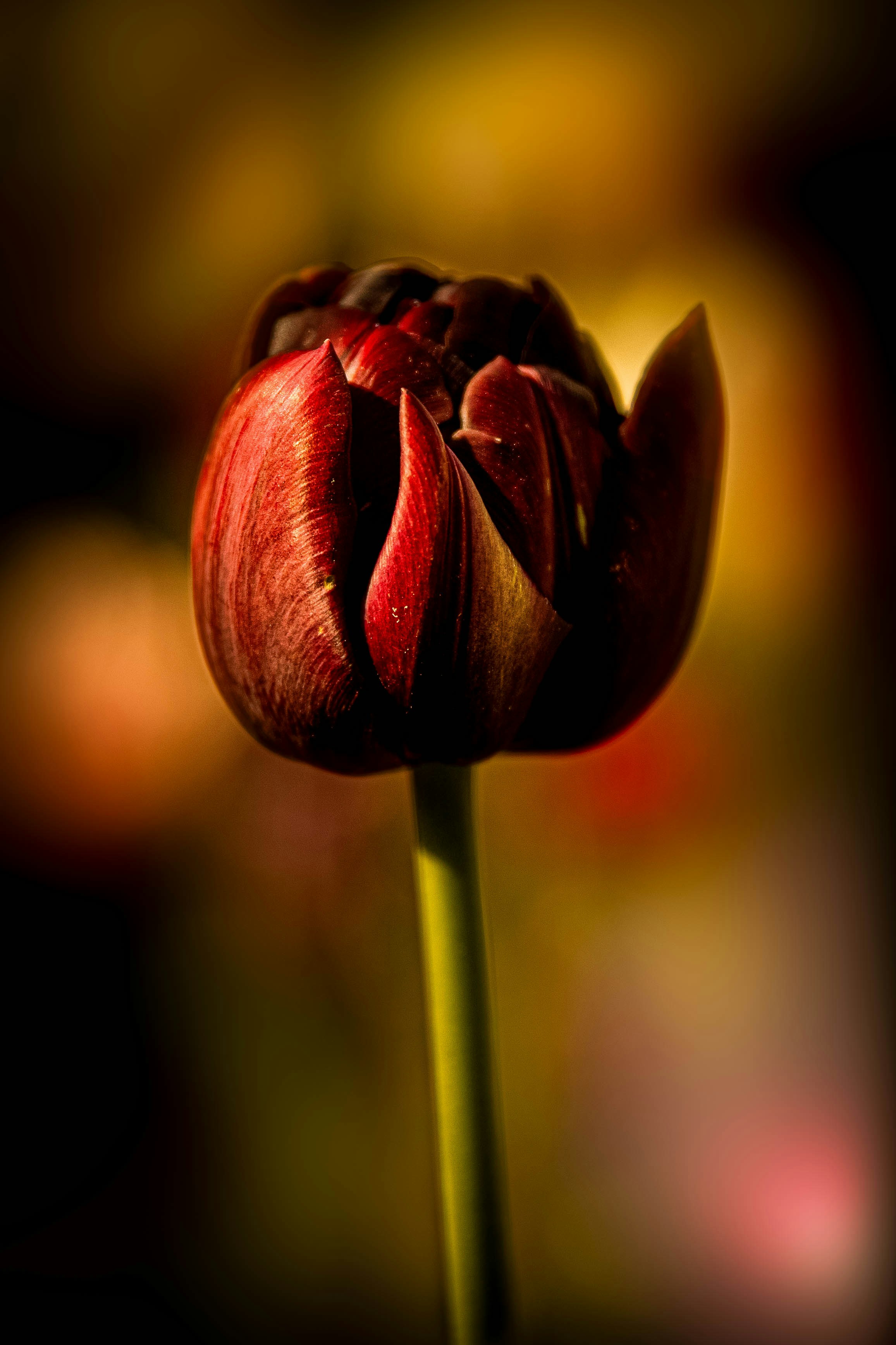 Crimson Tulip in Evening Glow