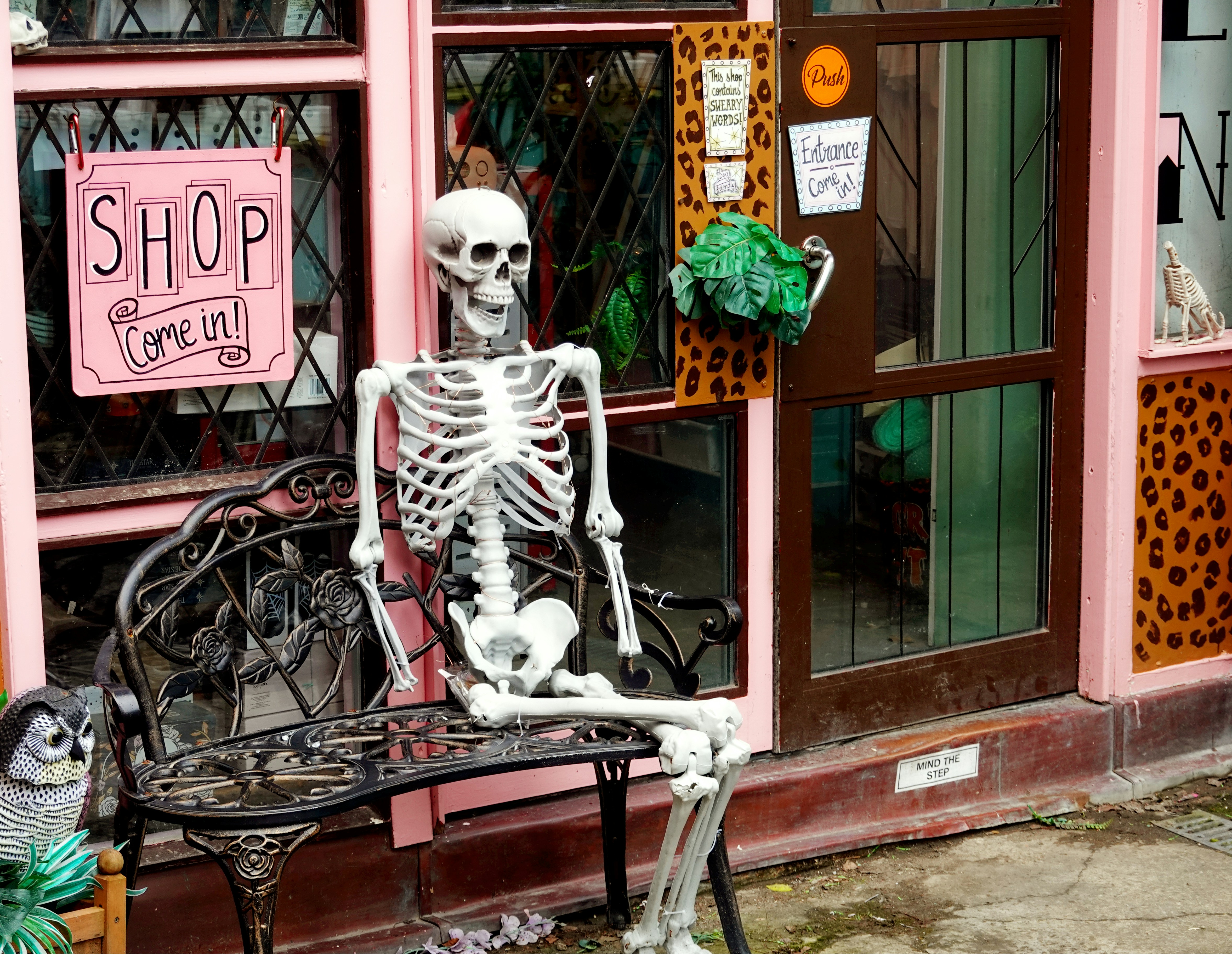 Skeleton on a Bench: A Playful Shopfront Portrait