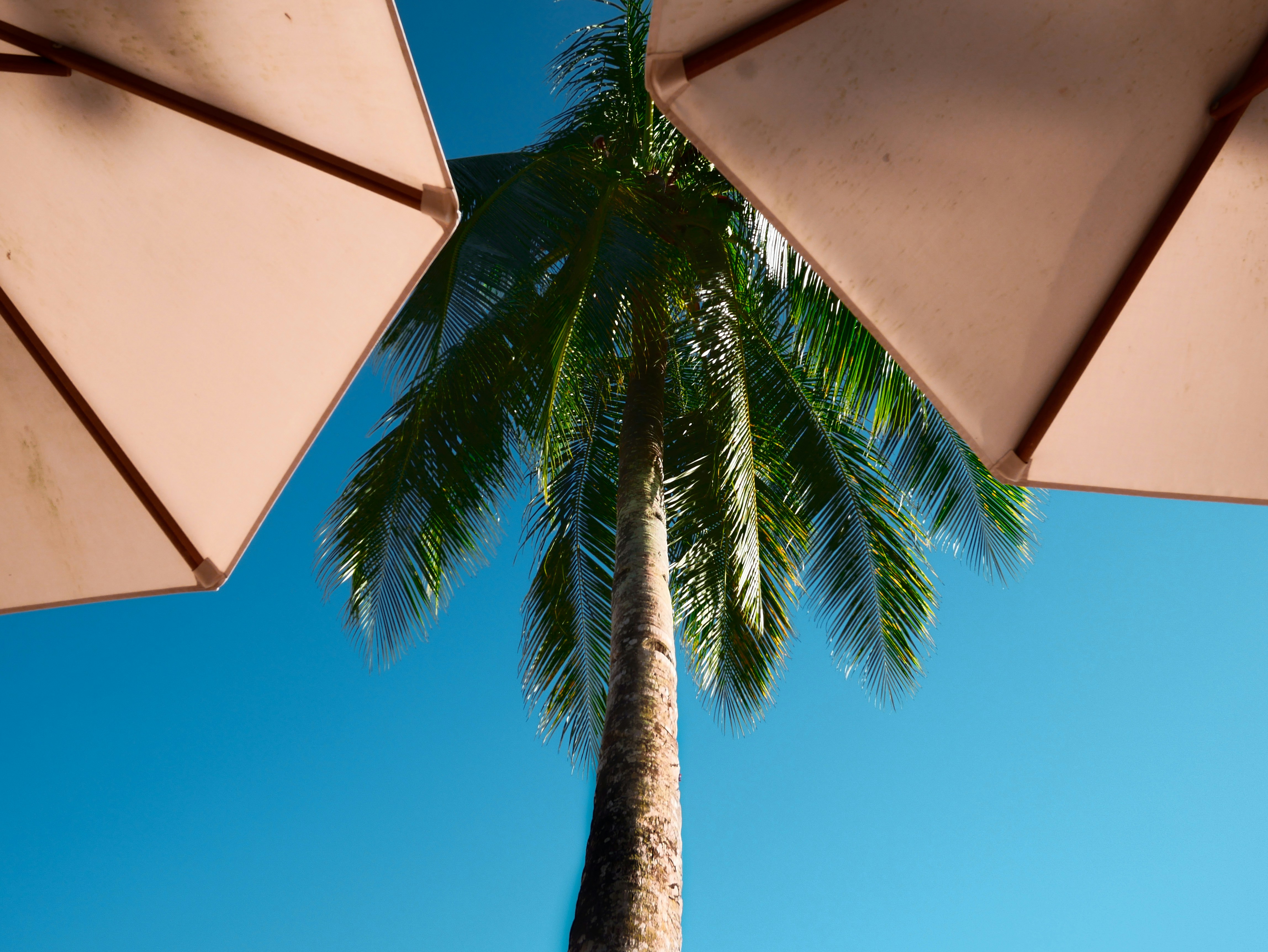 Upward Gaze: Palm Frond Tower Between Warm Canopies