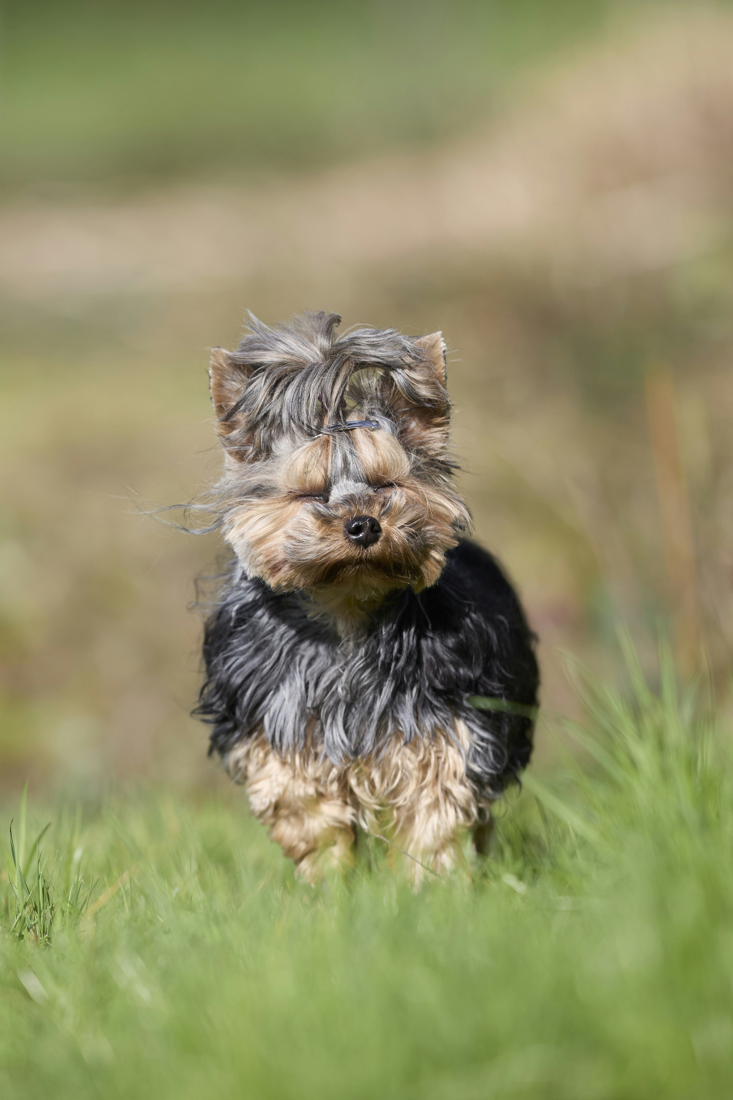 Little Yorkshire Terrier strolling through sunlit grass