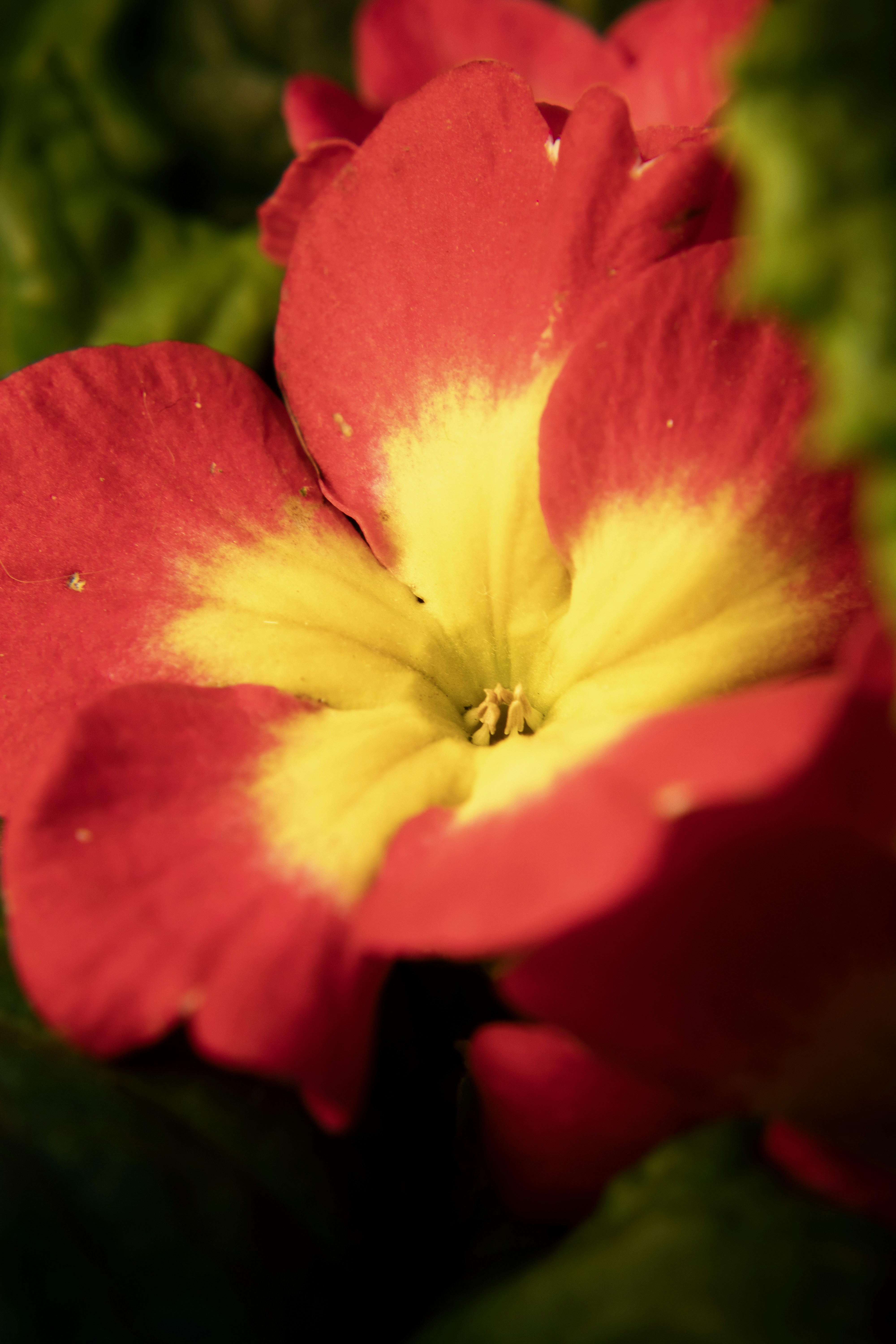 Close-up Bloom: Red-Orange Petals Framing a Golden Center