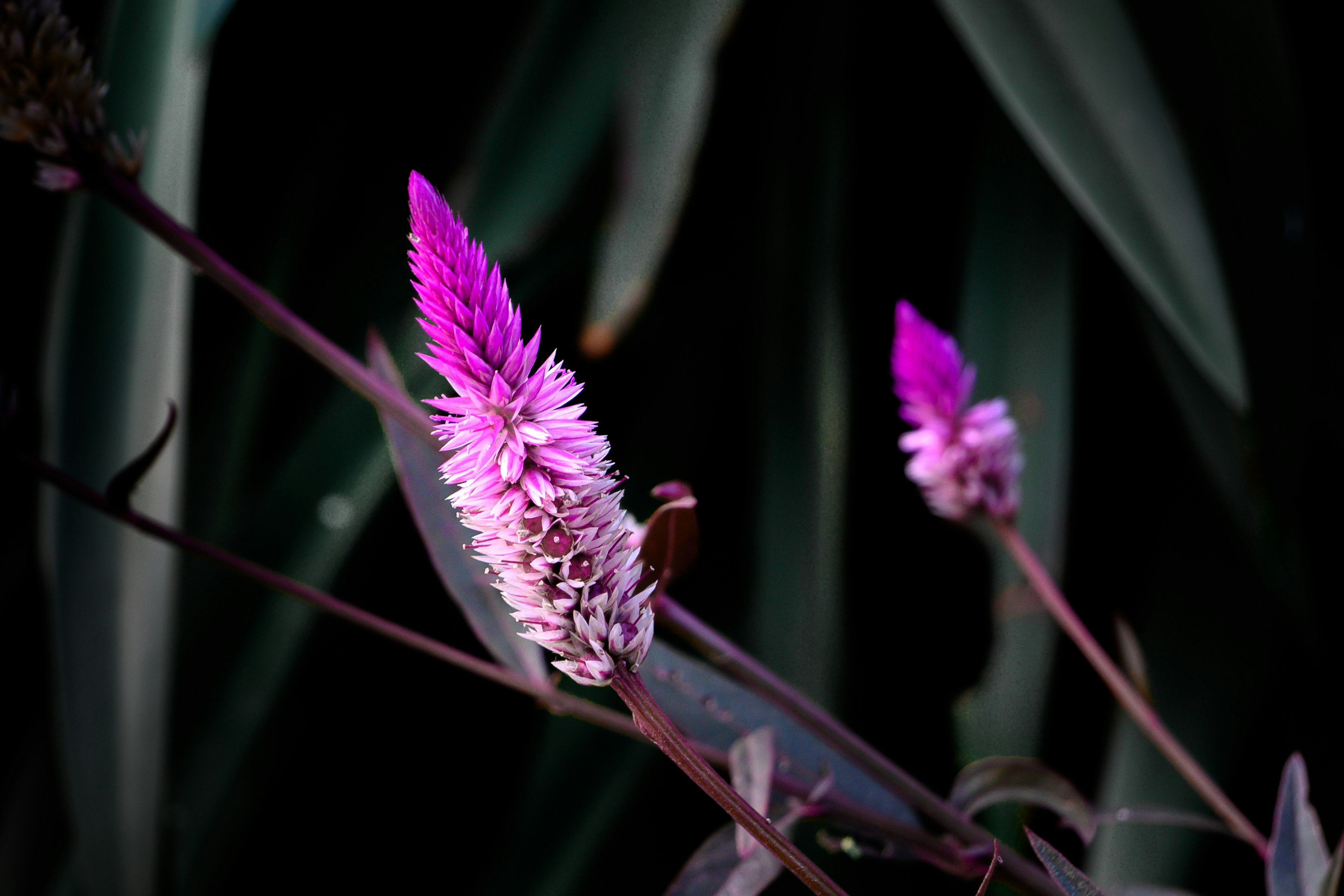 Crimson Spires: A Close-Up of Magenta Blaze in the Shadowed Garden