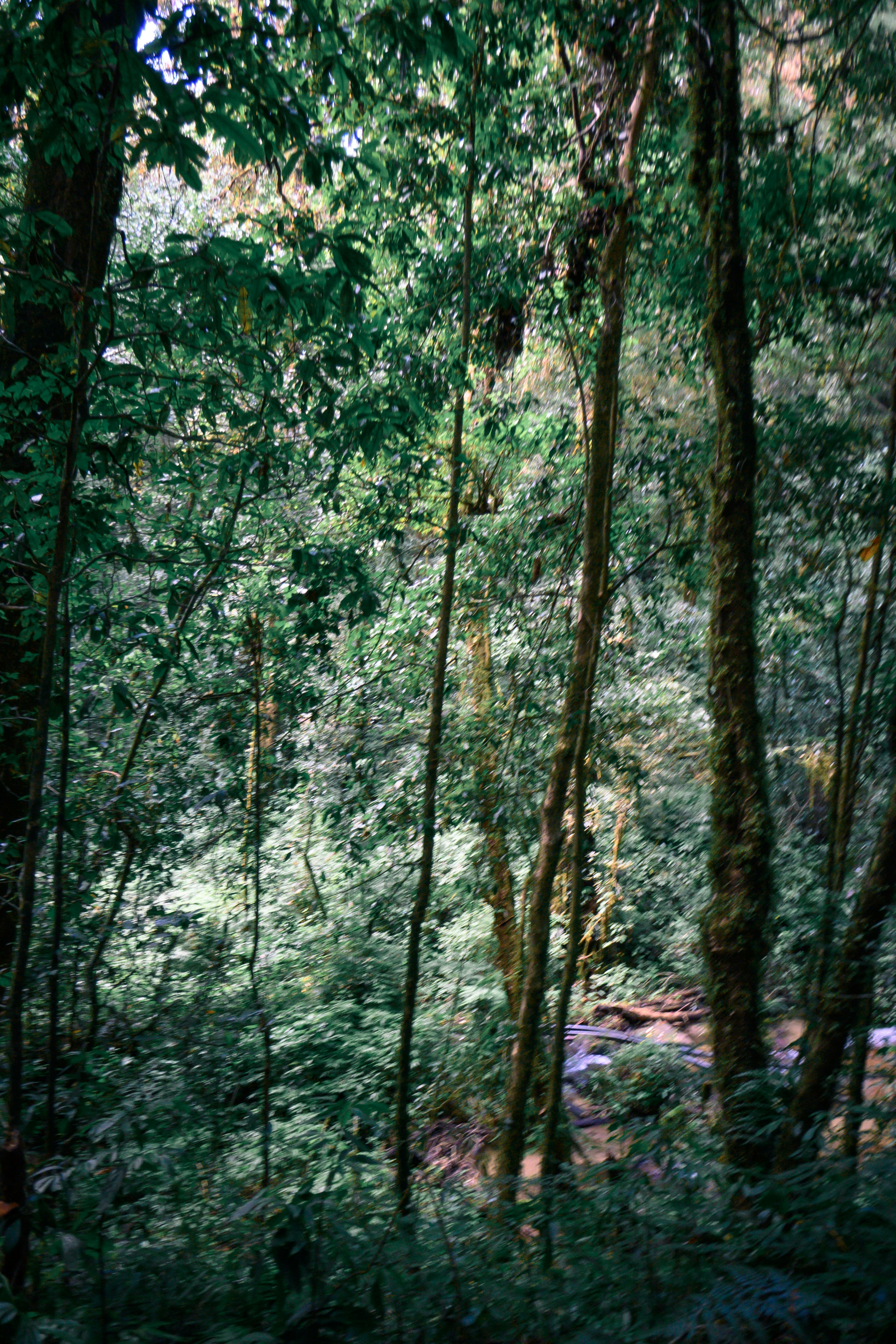 Verdant Cathedral: Sunlit Trunks Through a Quiet Forest