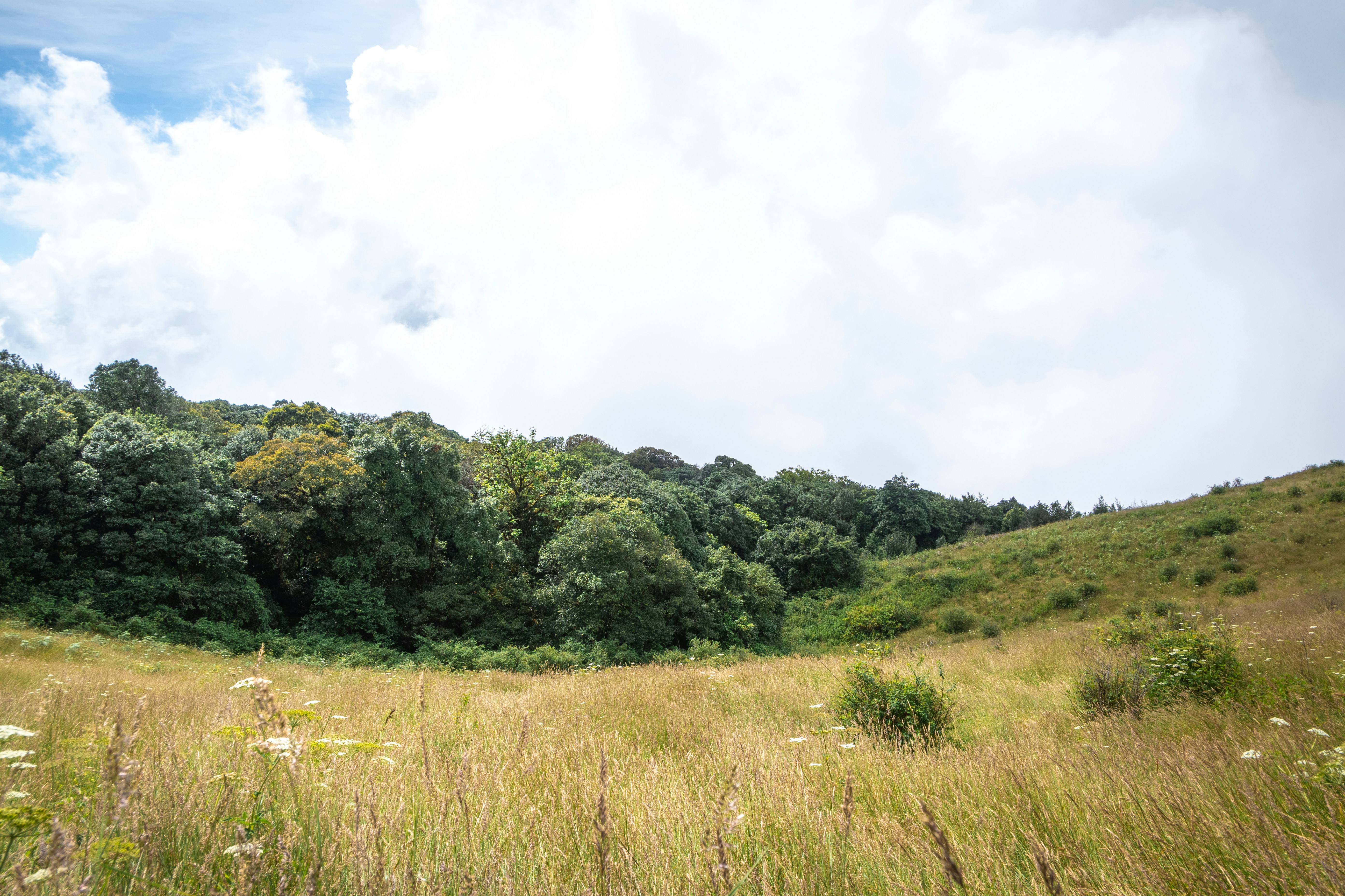 Sunlit Meadow Beneath a Gentle Blue Sky