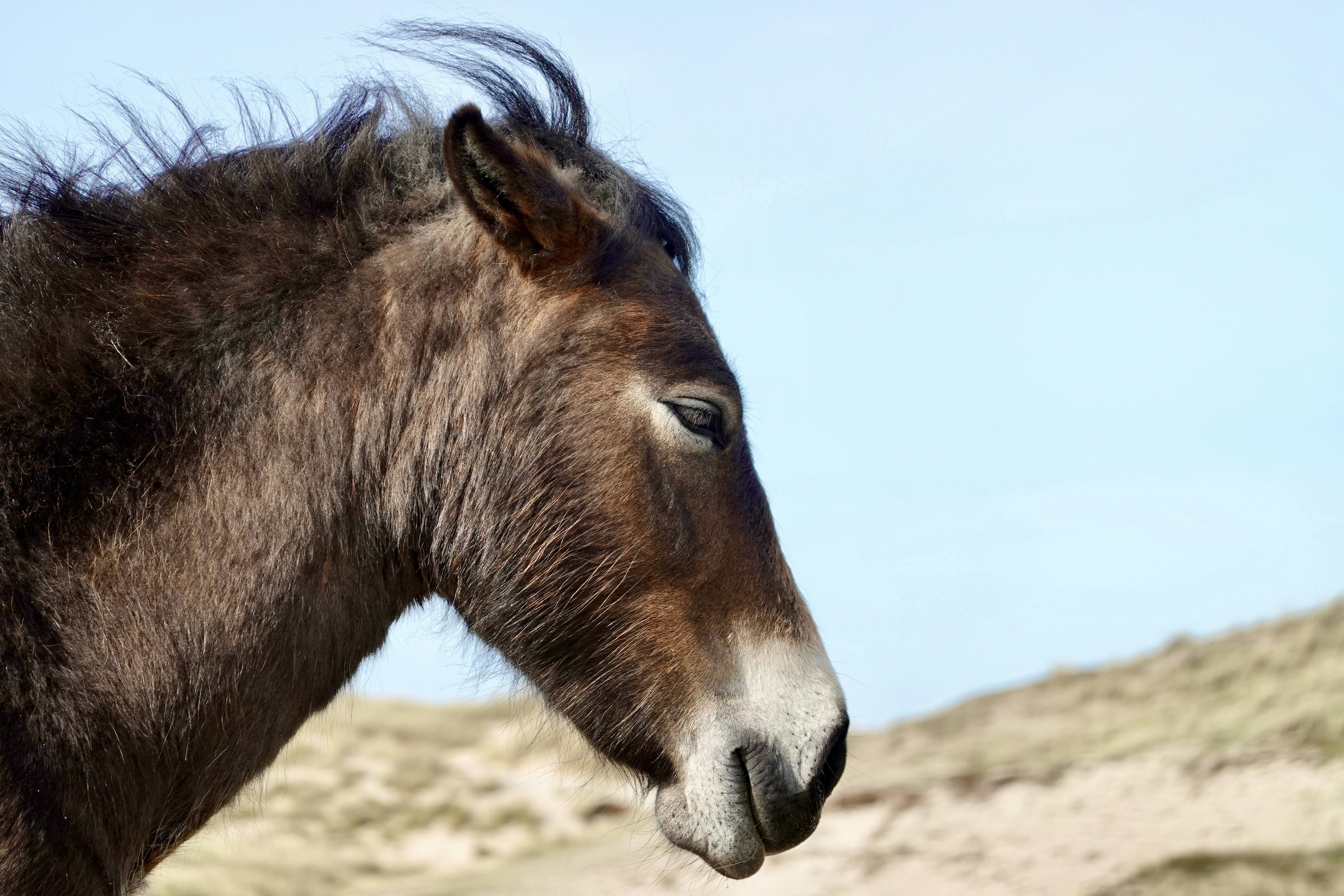 Side-profile of a Browsed-By-Wind Horse