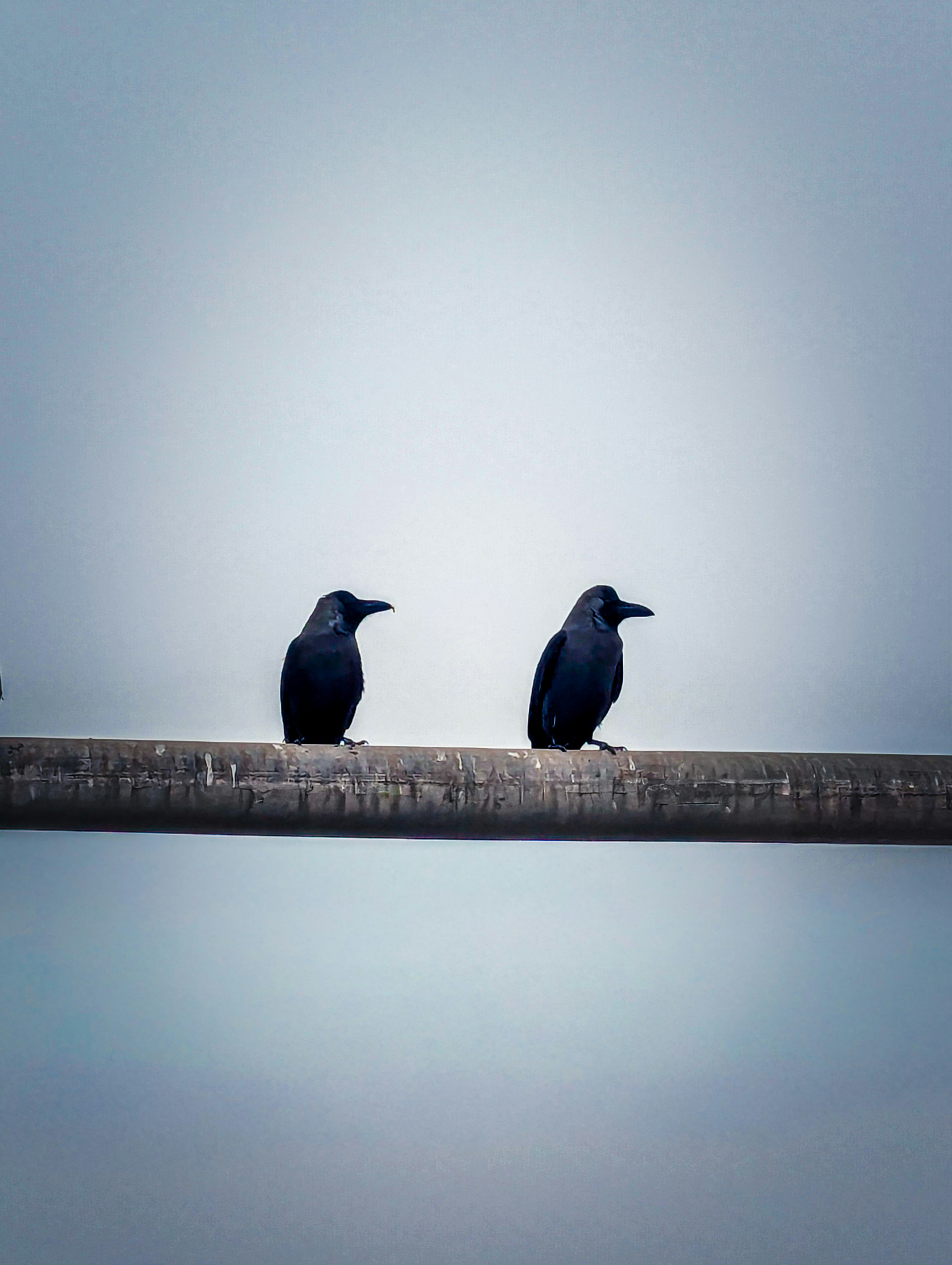 Two Black Crows Perched on a Weathered Pole at Dusk