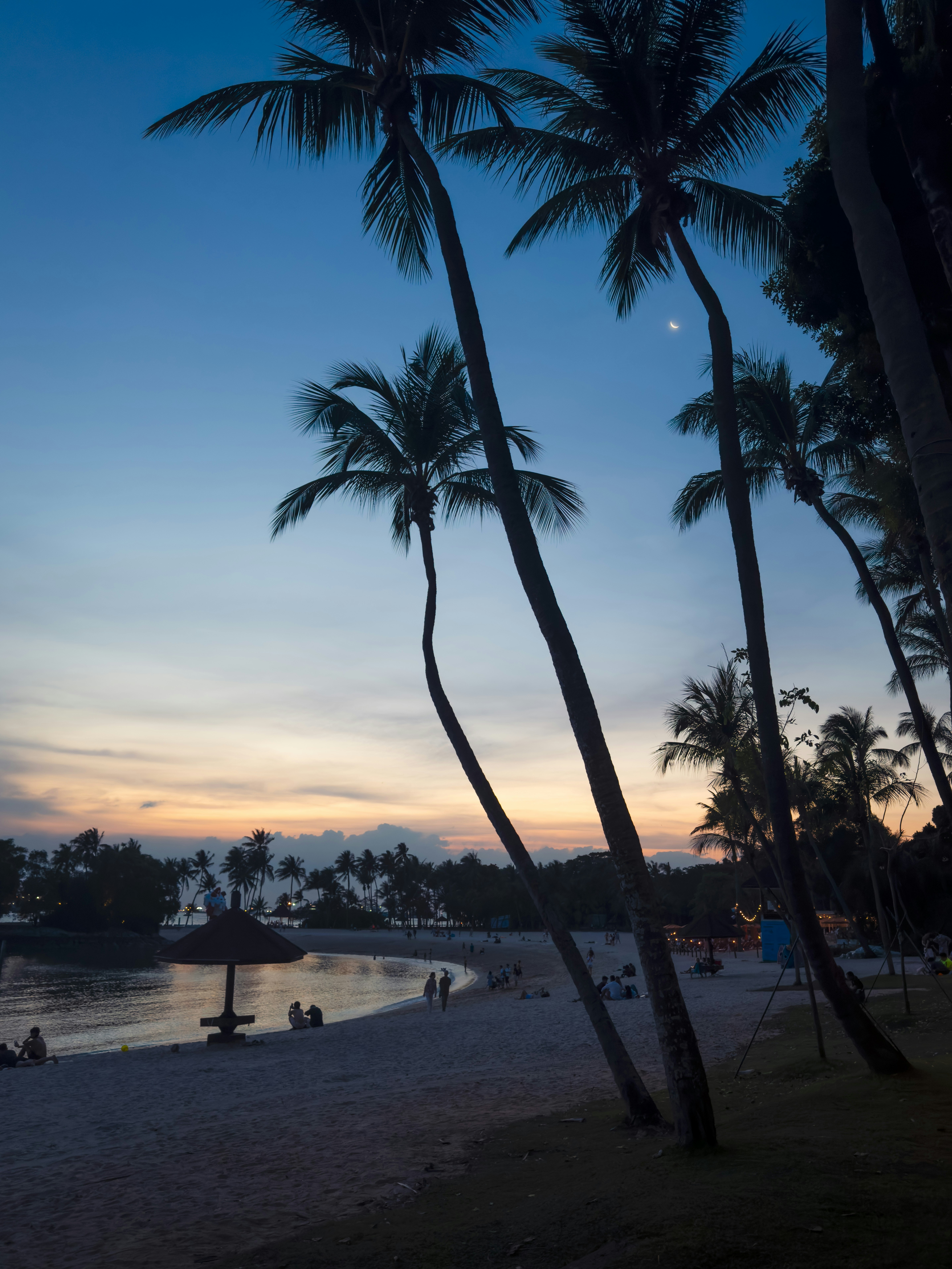 Twilight Palms over a Quiet Beach
