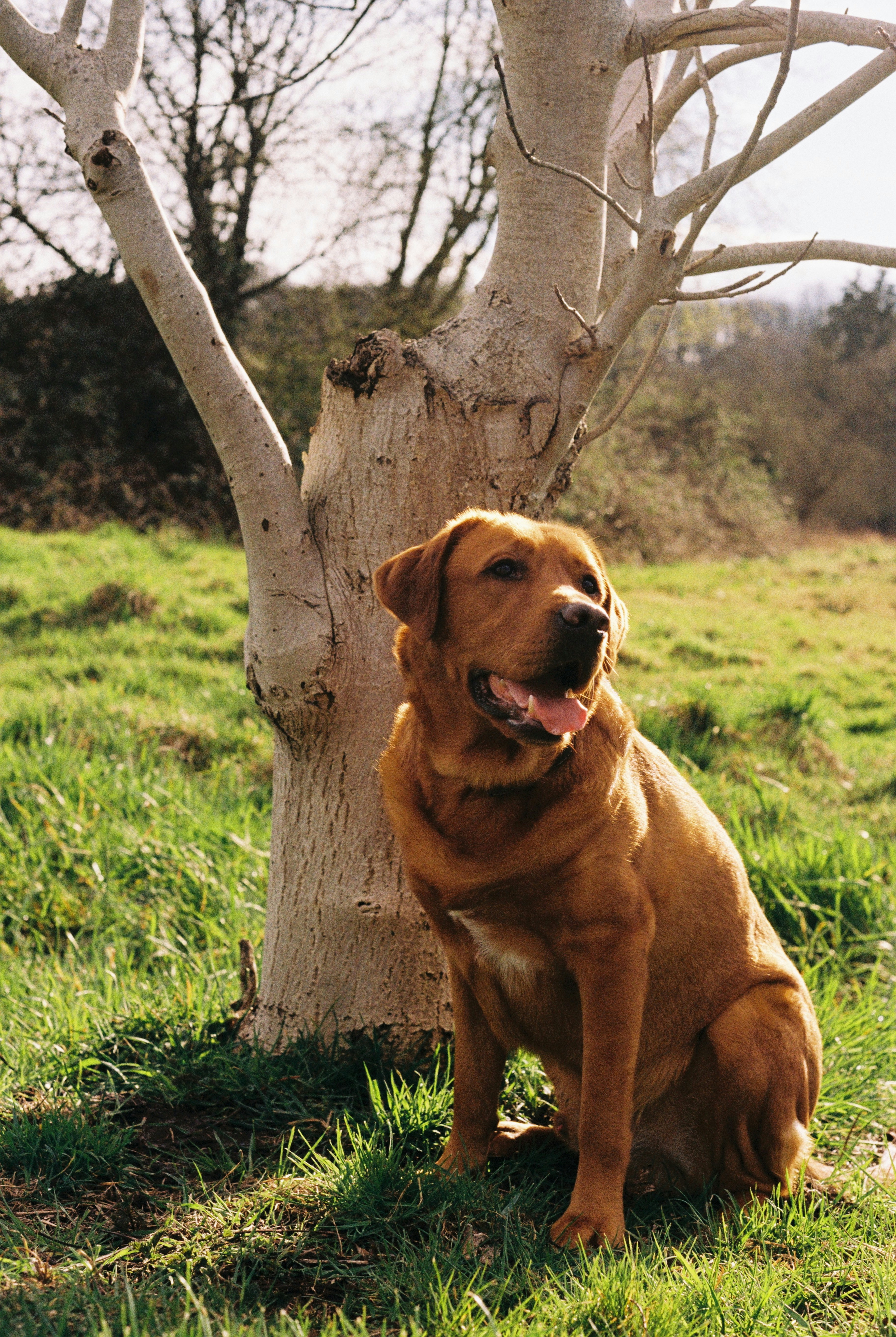 Golden Retriever by the Tree: Calm Confidence in a Sunlit Field