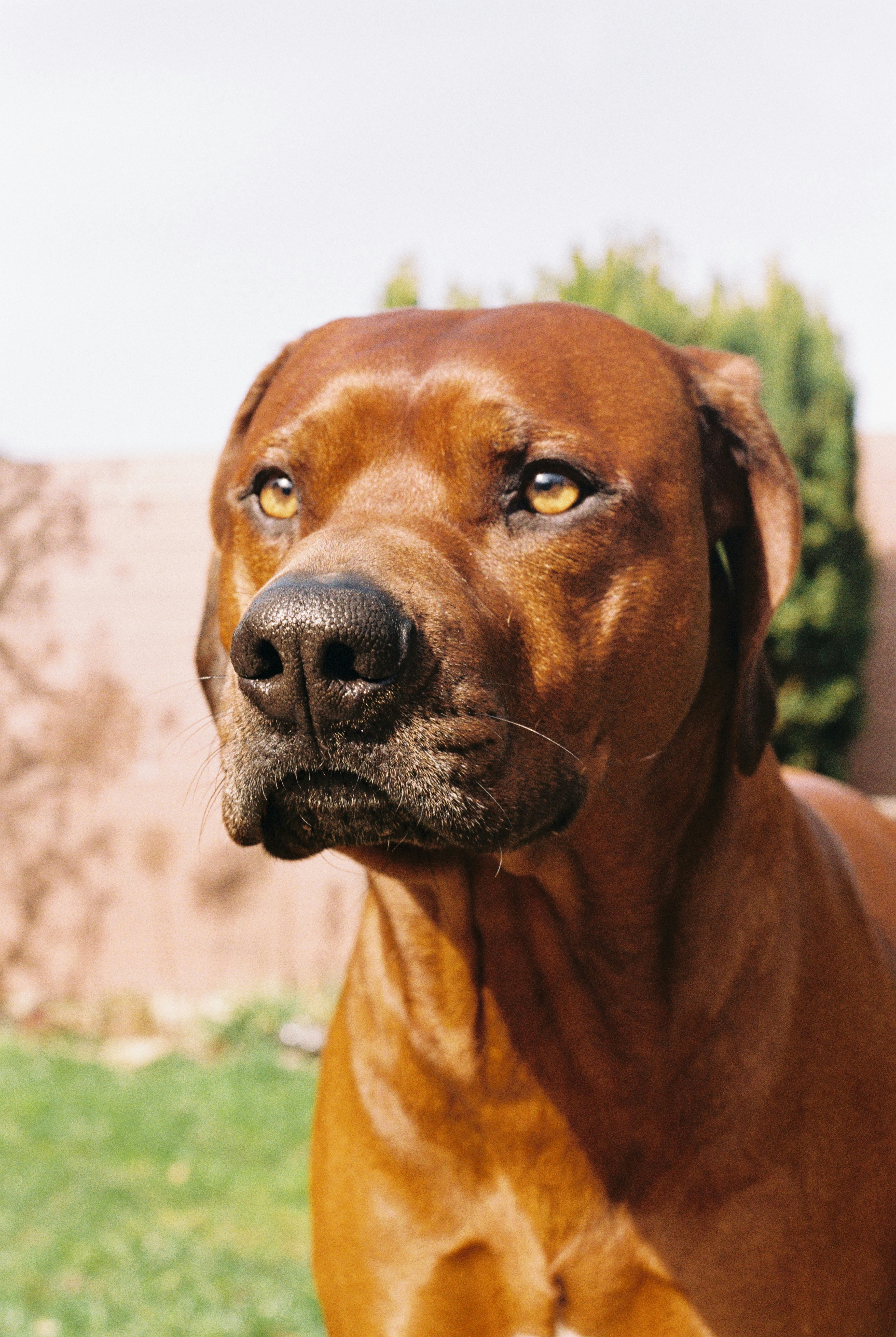 Close-Up of a Brown Dog Gazing Toward the Yard