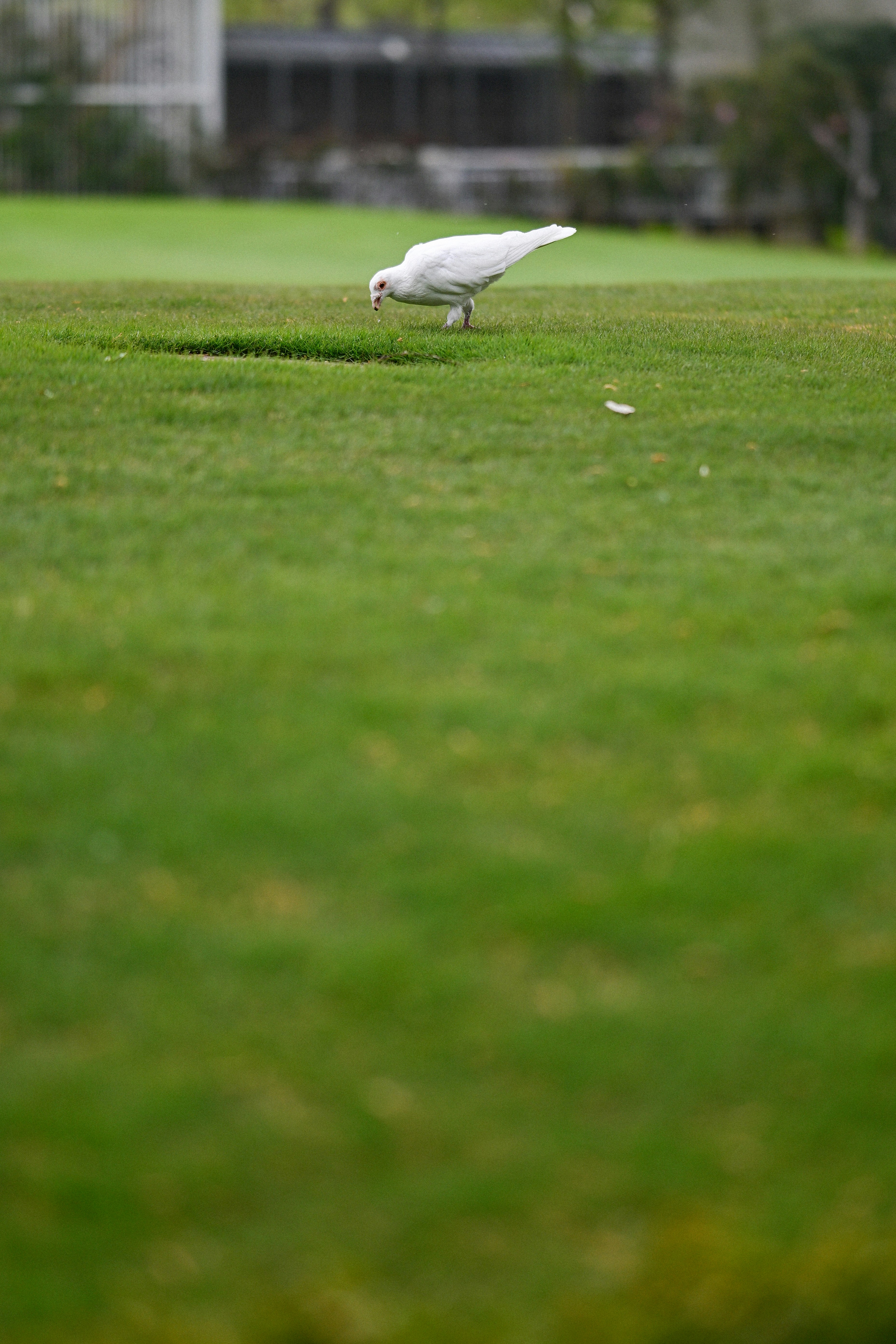 White Dove on a Green Field Under Soft Focus