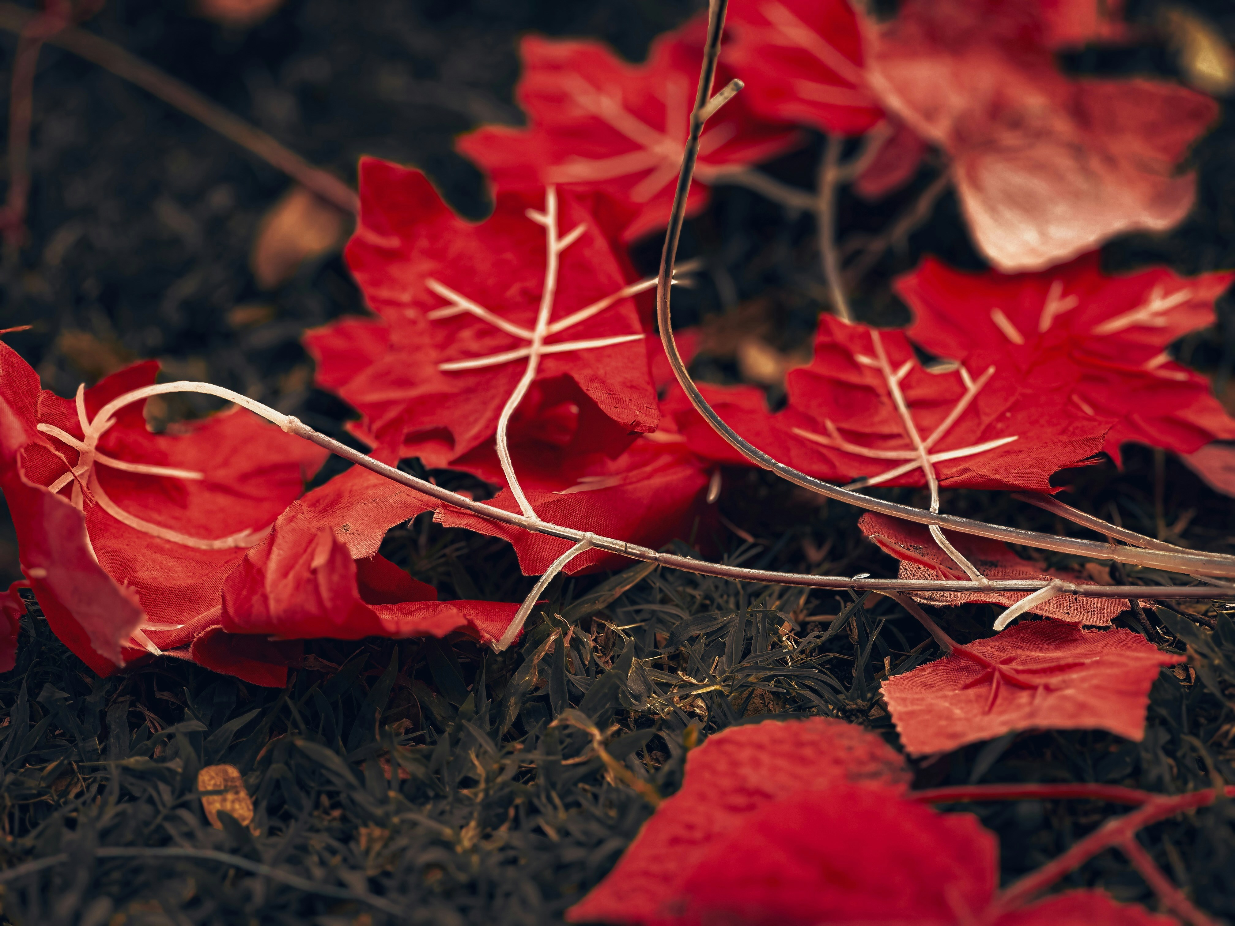 Crimson Autumn on a Tangle of Vines