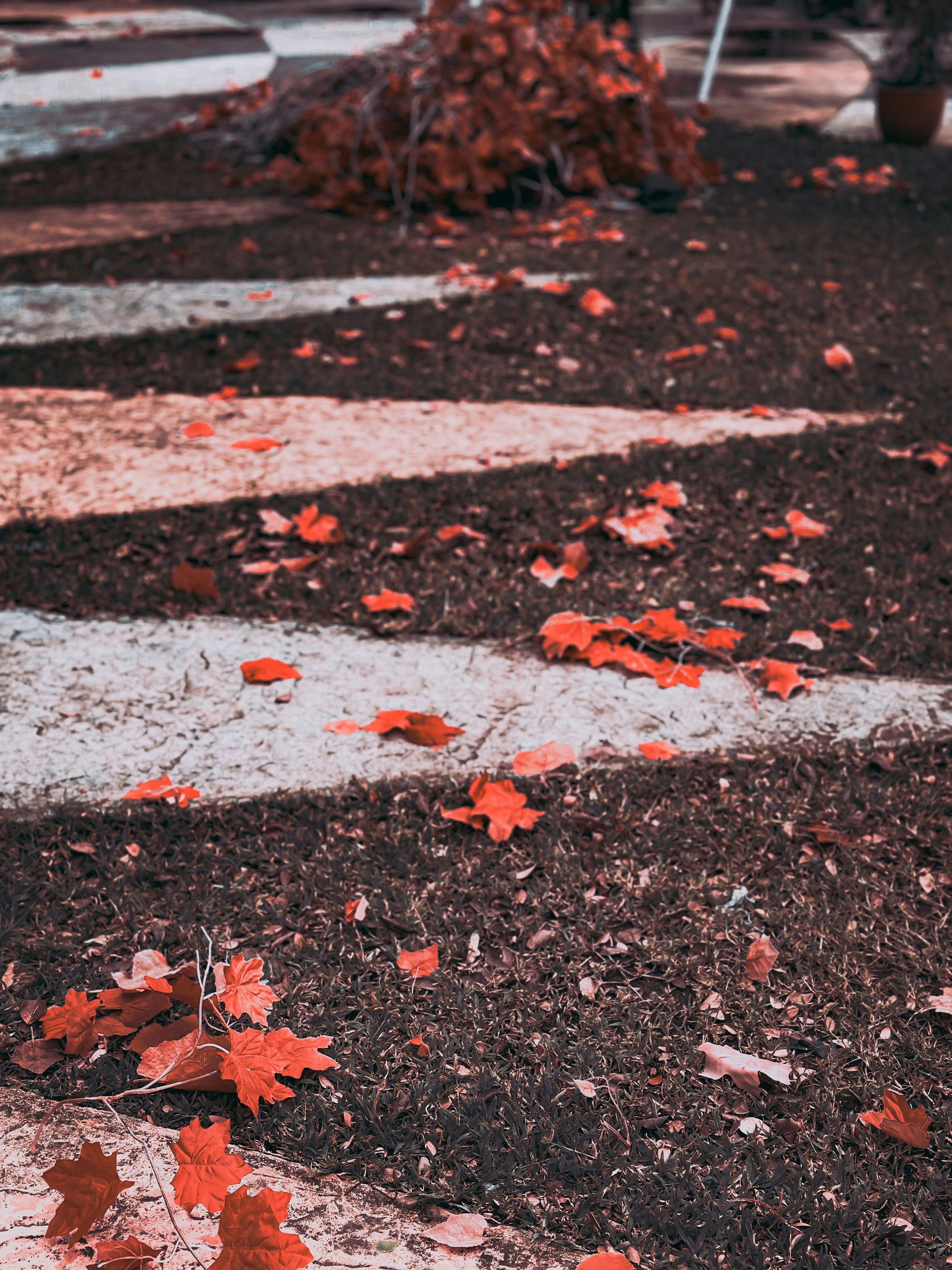 Autumn Carpet: Red Leaves Scatter Across Dim Concrete Strips