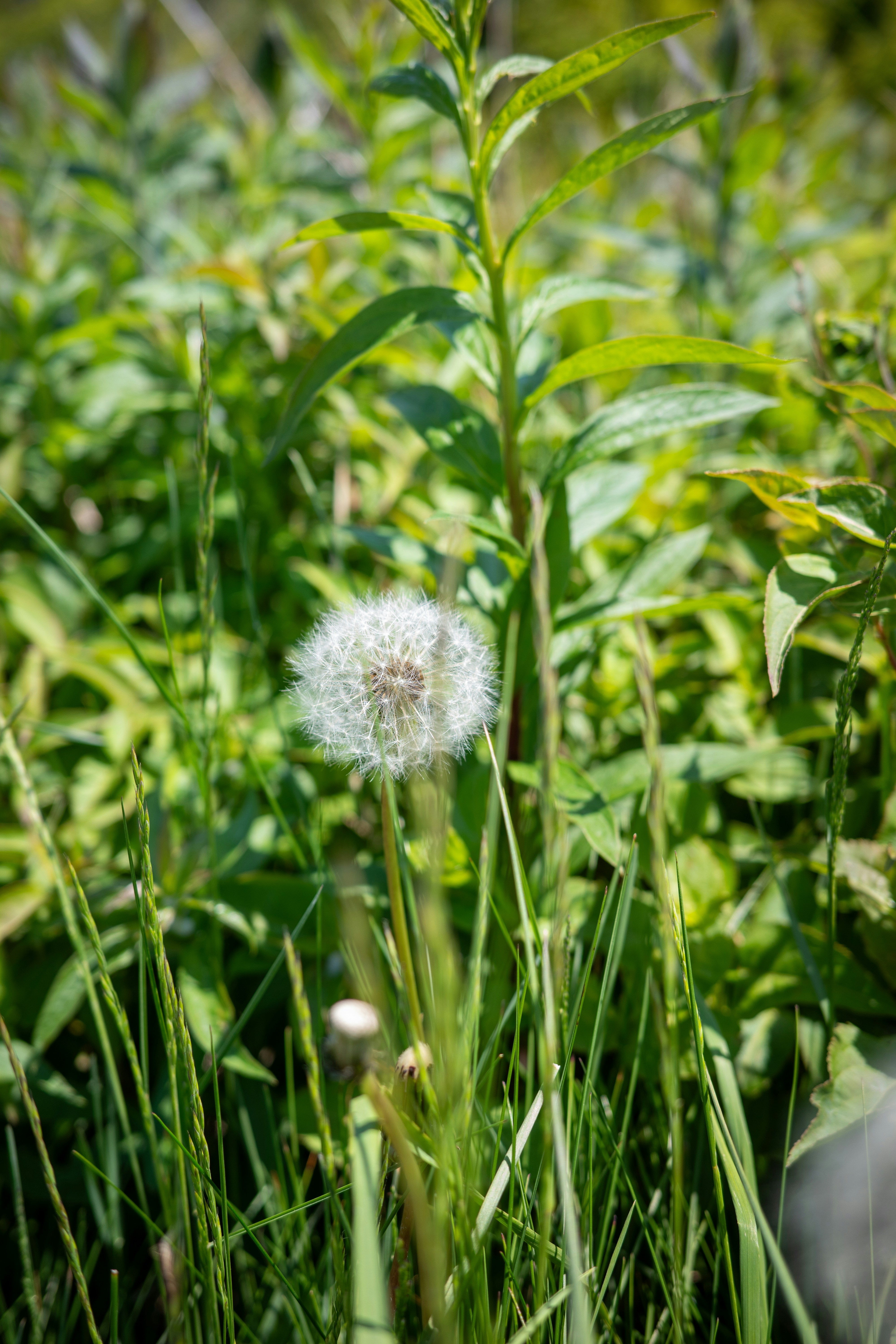 Dandelion Bloom Goes Quiet in a Sea of Green