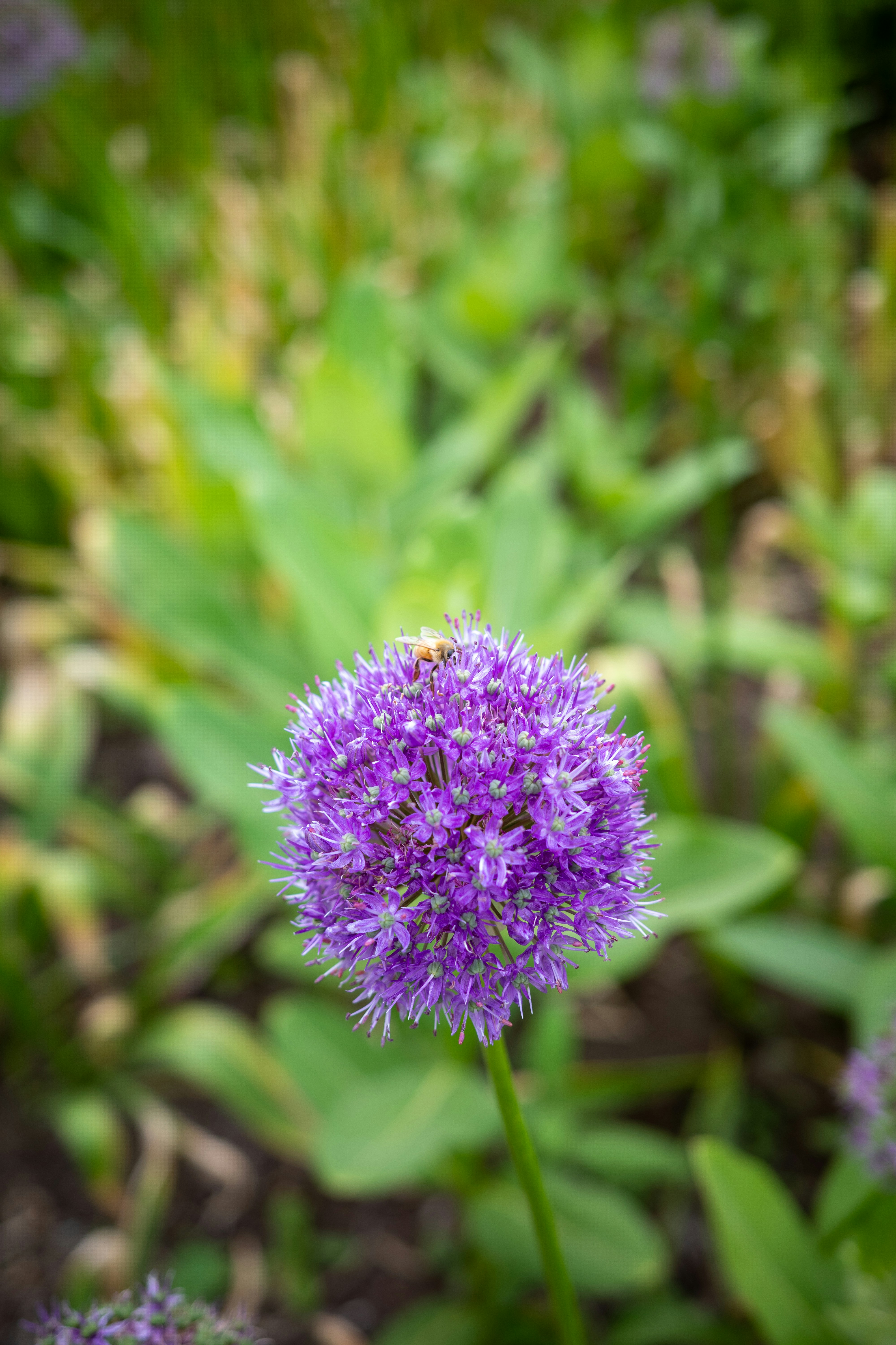 Purple Globe: a bee-dusted central bloom in a garden scene