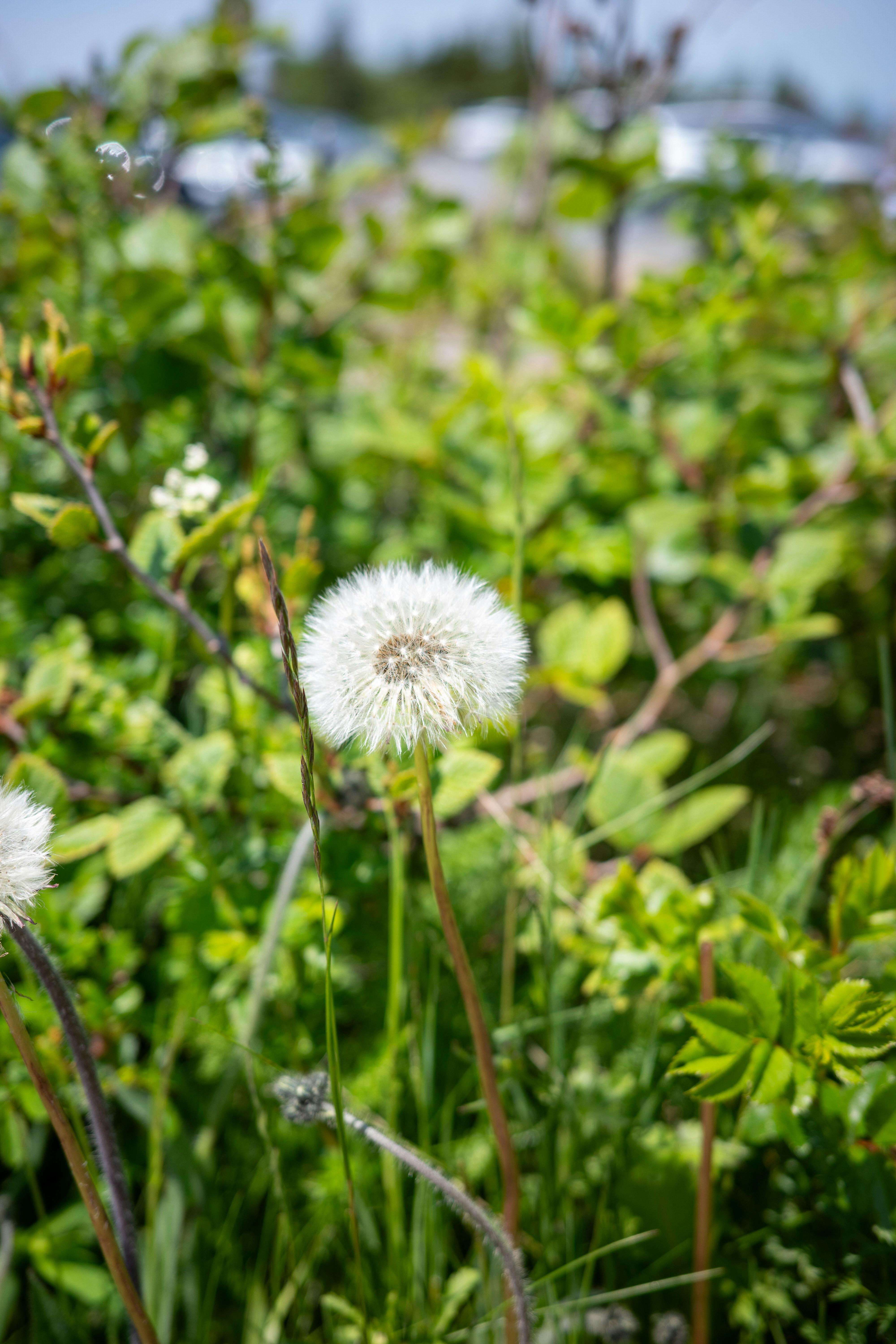 Dandelion Bloom in Focus: A Sunlit Meadow Portrait