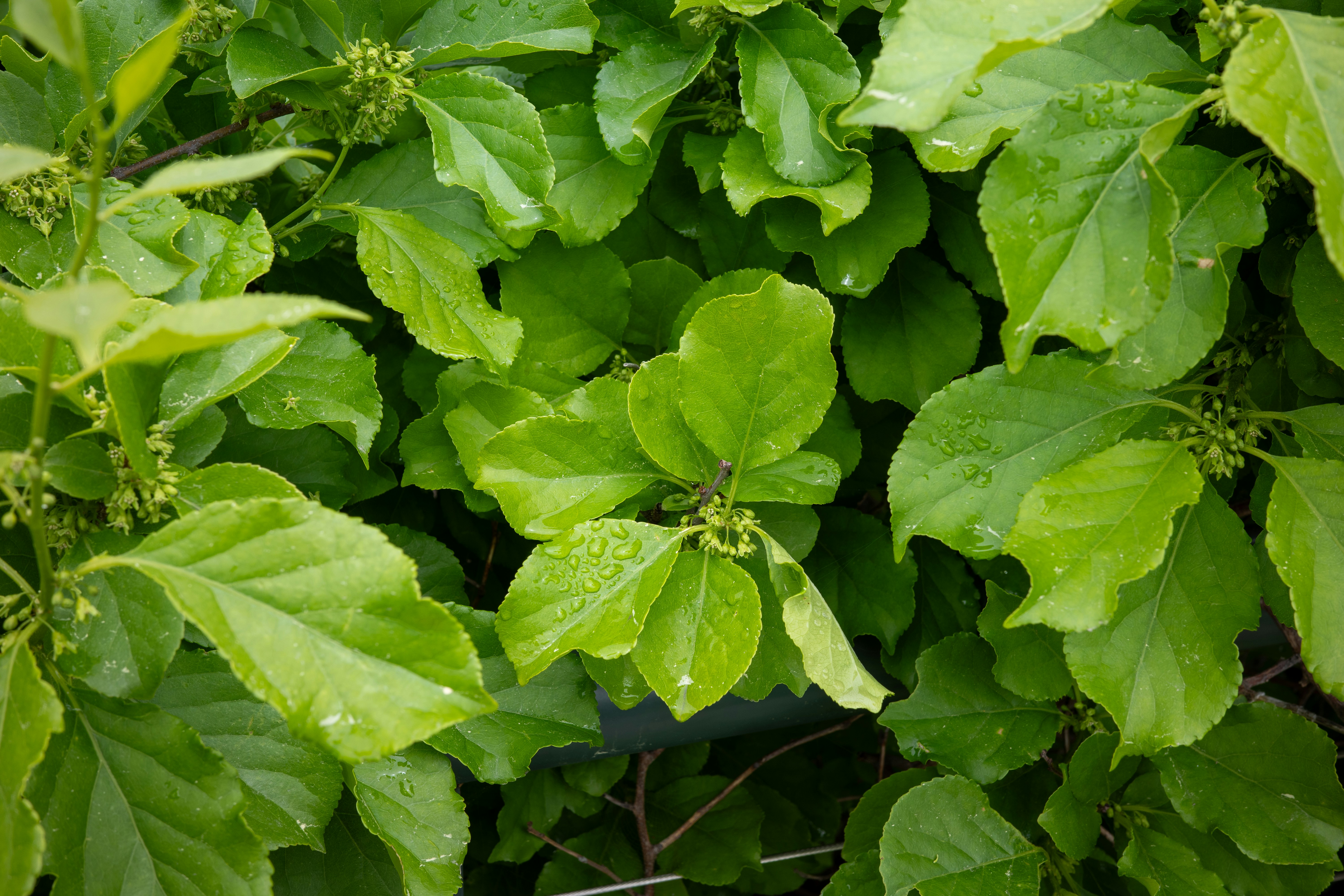 Close-up of vibrant green hydrangea-like leaves with water droplets, highlighting fresh foliage texture and natural sheen.