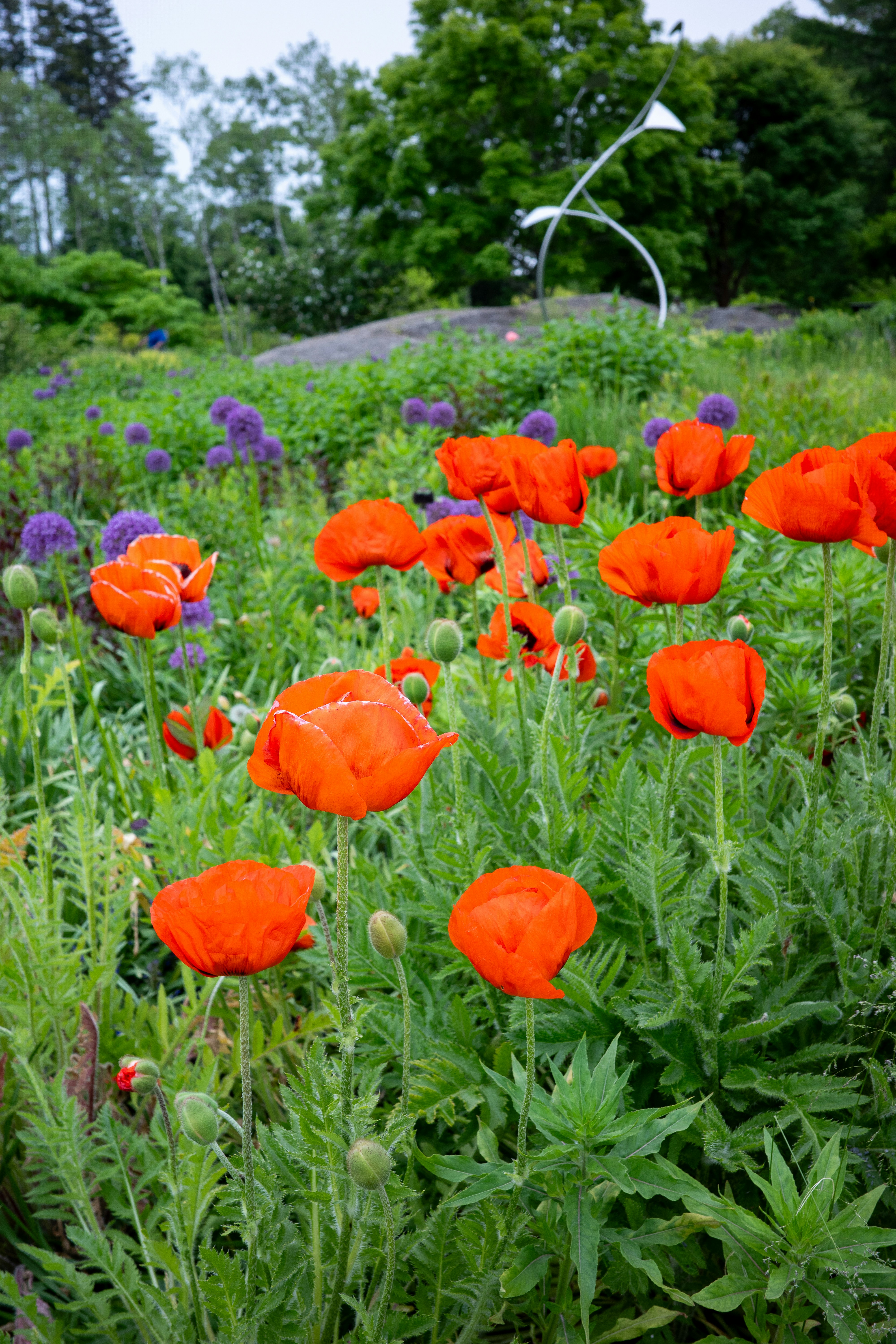 Fiery Poppies: A Field of Orange Delicacy with a Modern Metal Sculpture