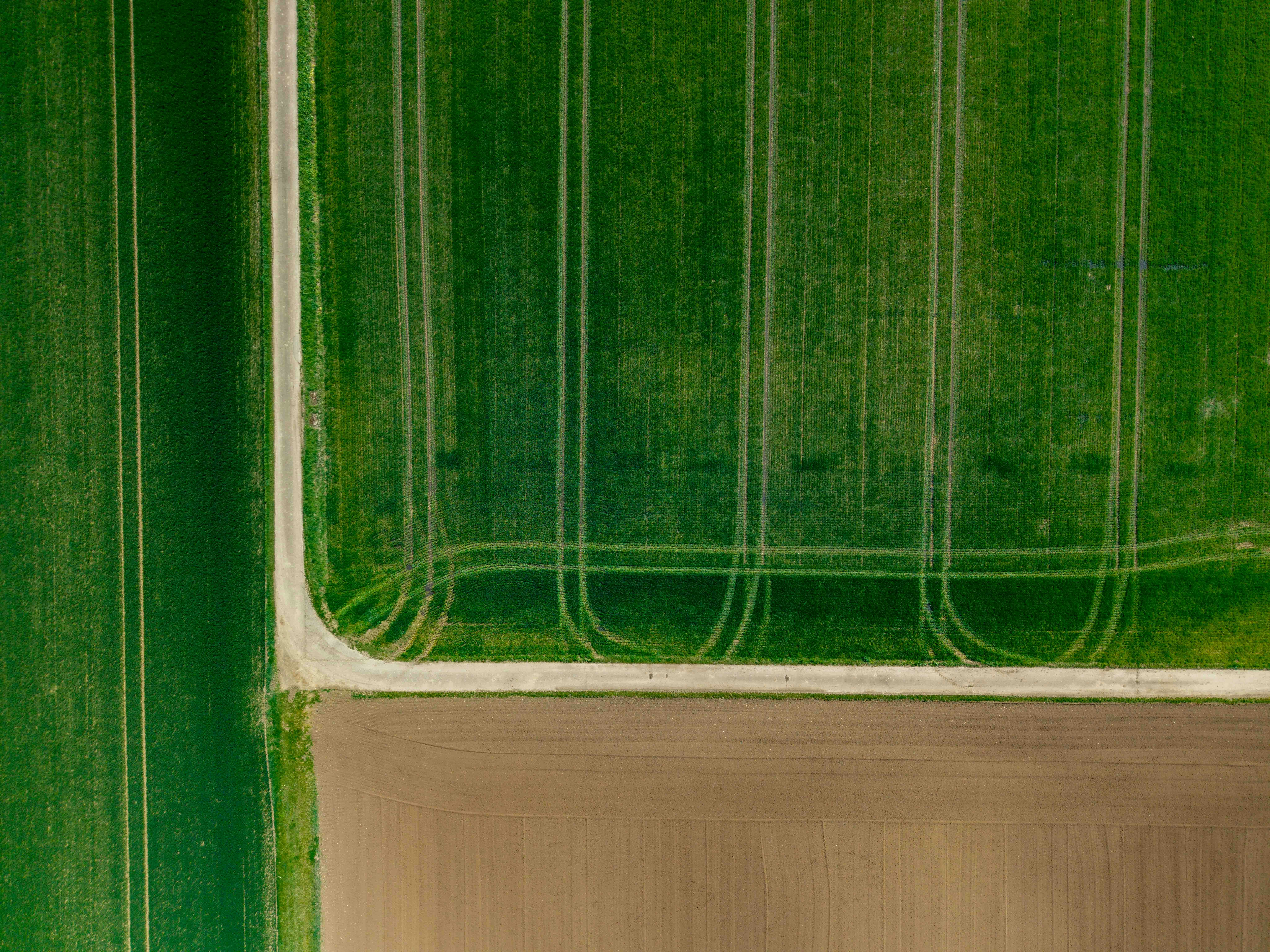 Fieldscape Mosaic: Aerial Lines over Bordered Plots