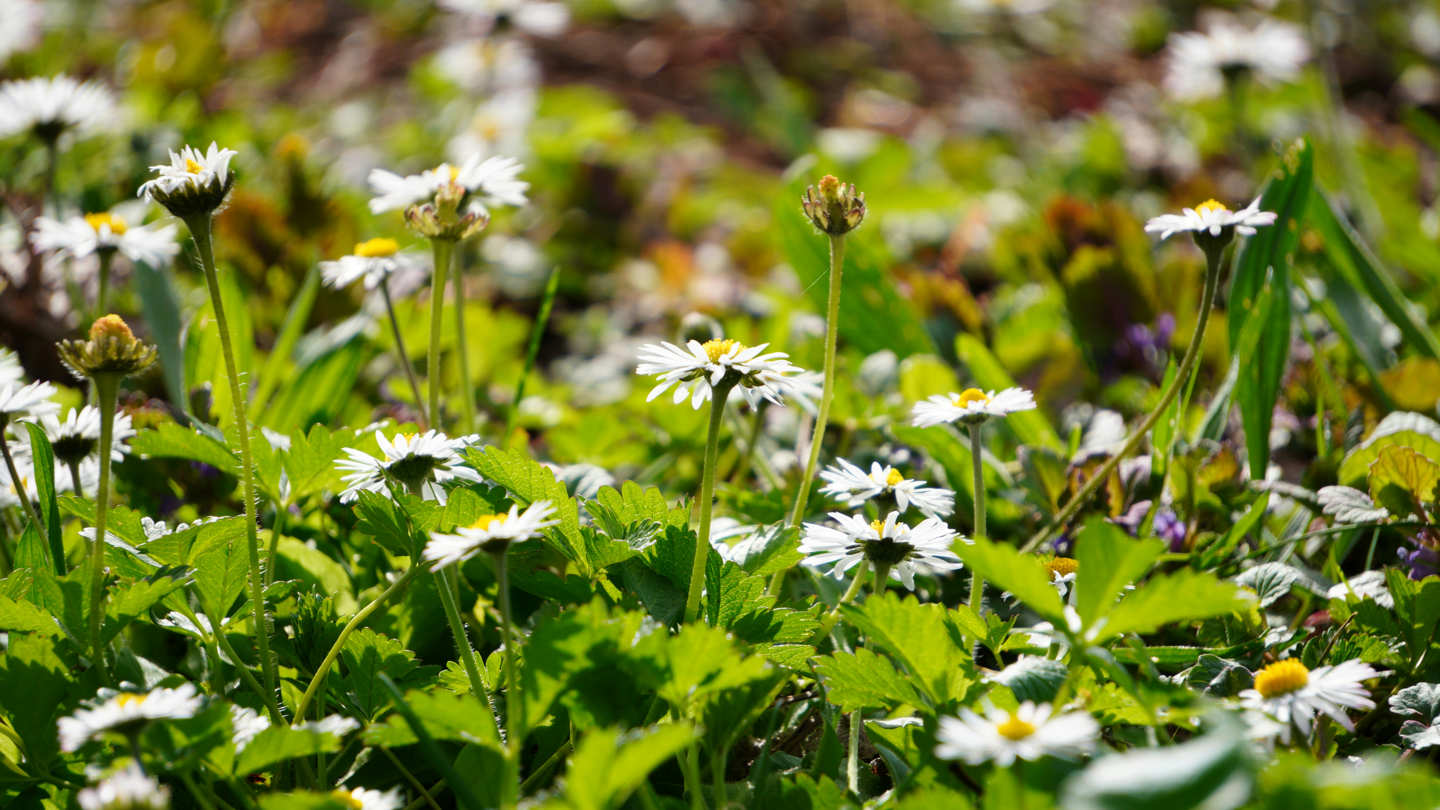 Sunlit Daisies Reaching Through a Carpet of Green