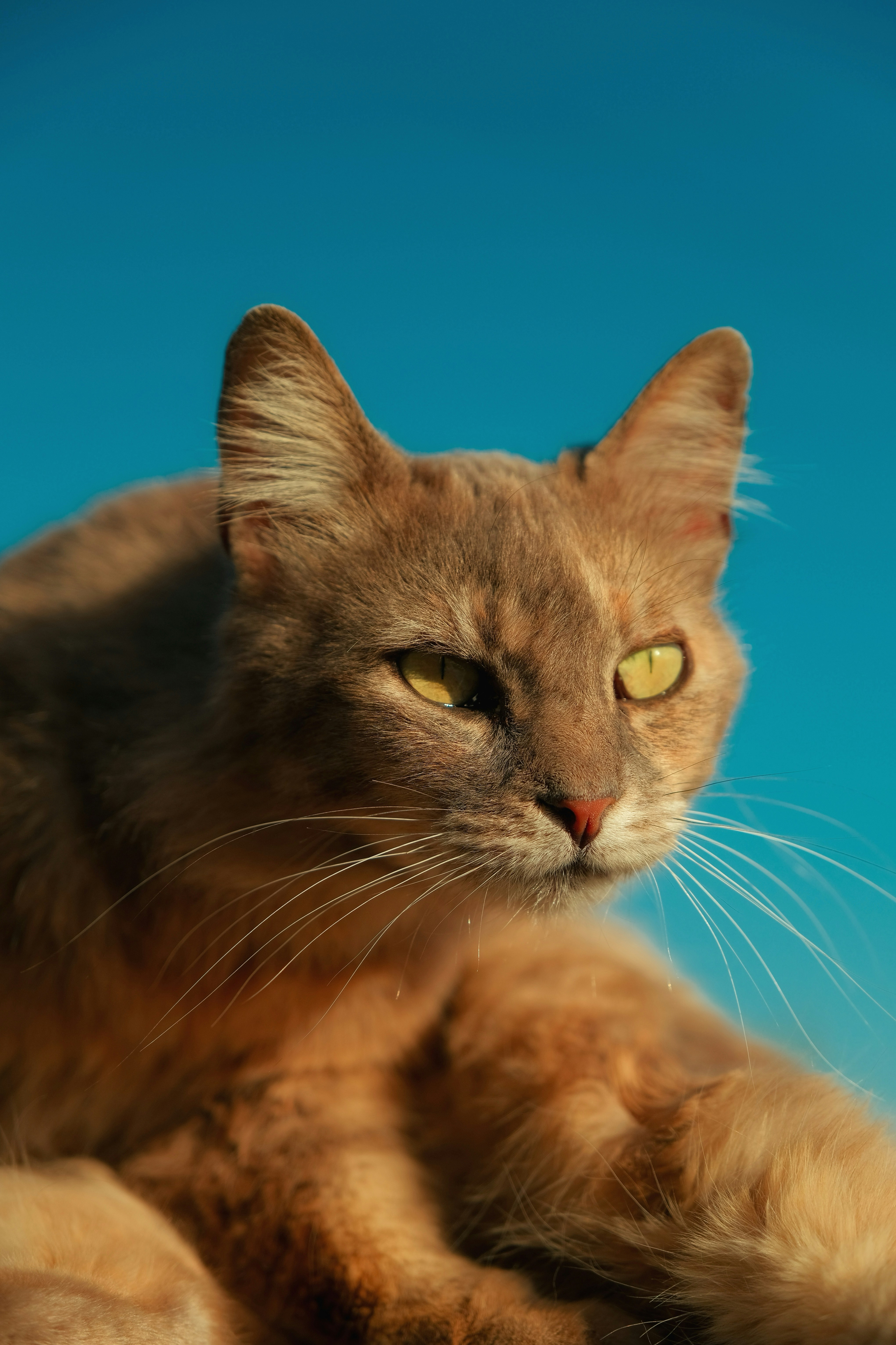 Golden Watcher Under a Clear Blue Sky